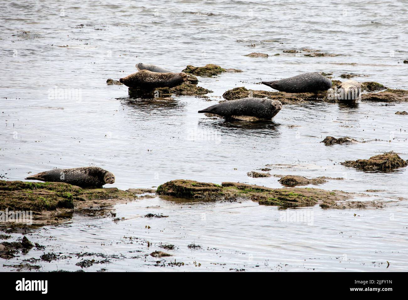 A colony of grey seals bask off the beach at Portgordon,Morayshire ...