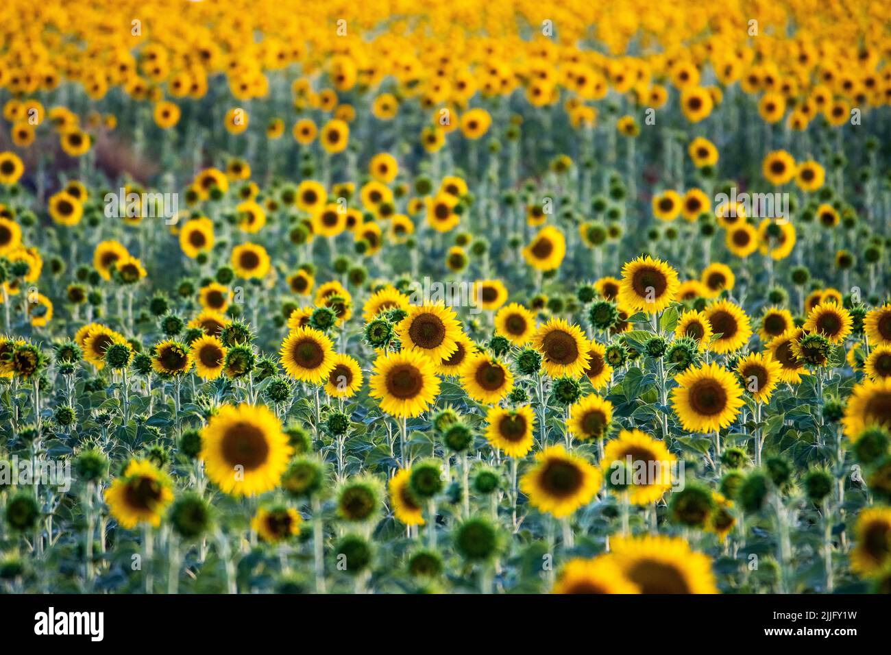 Growing sunflowers hi-res stock photography and images - Alamy