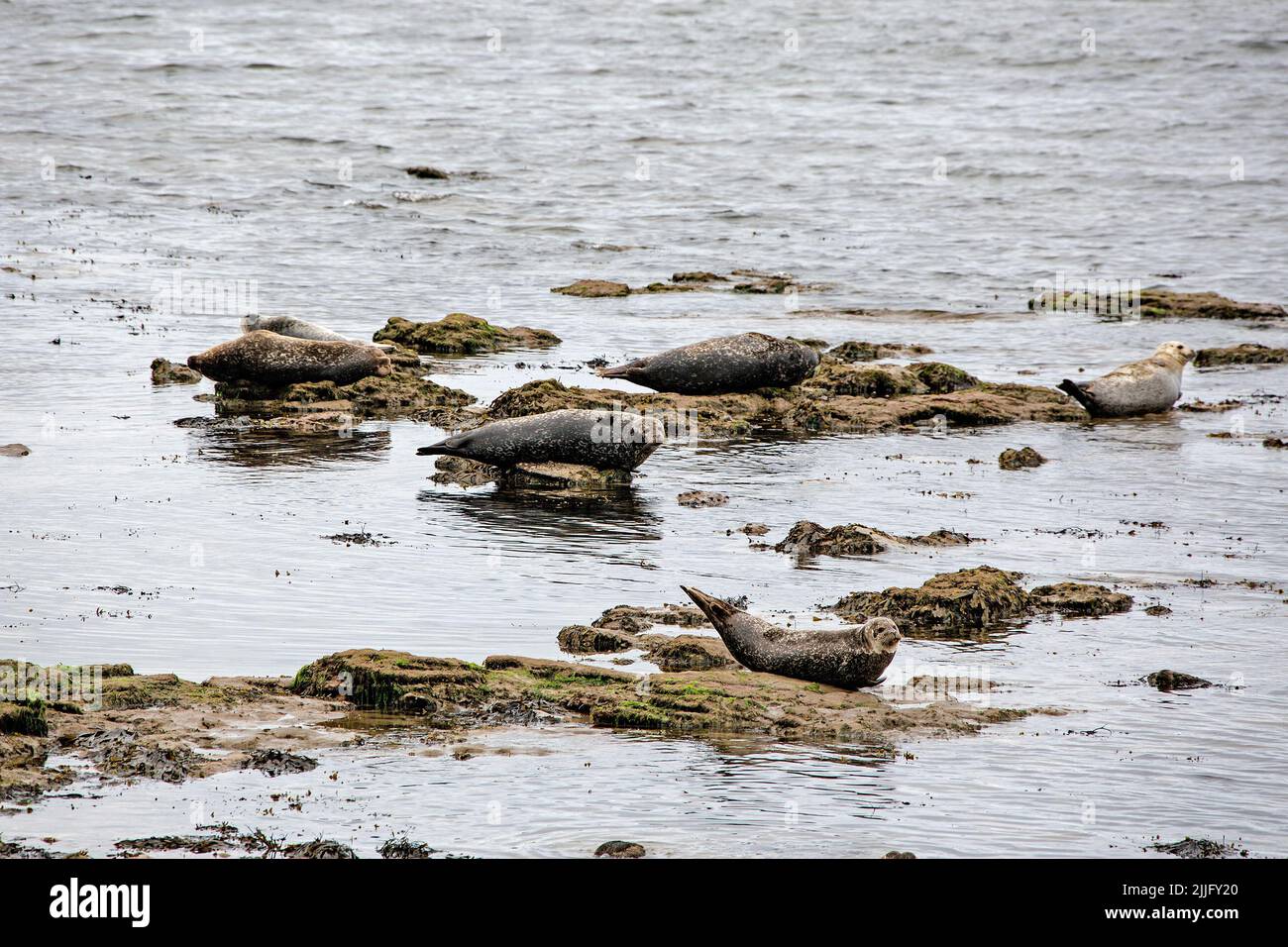 A colony of grey seals bask off the beach at Portgordon,Morayshire ...