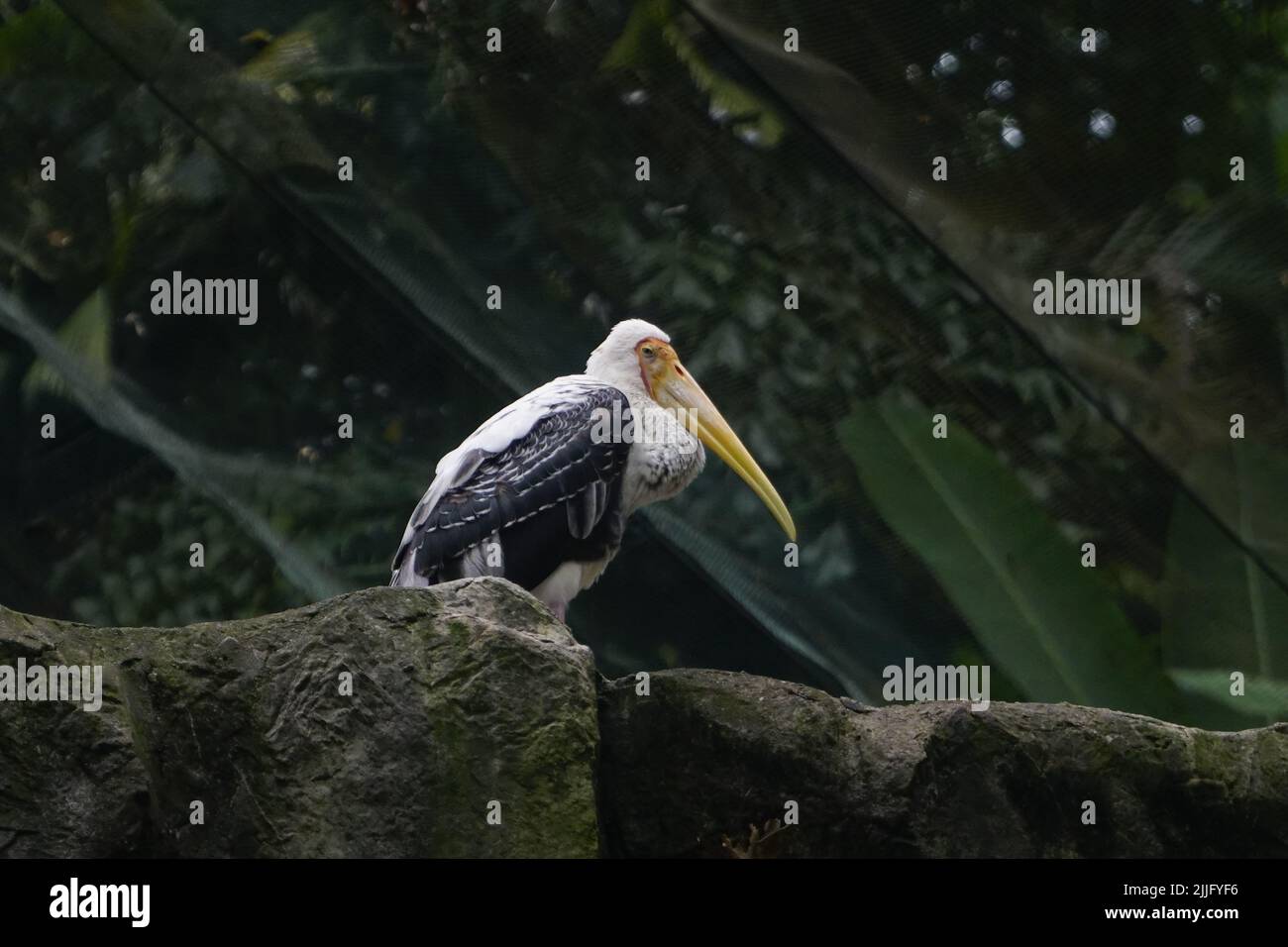 A painted stork peacefully resting on the rock Stock Photo - Alamy