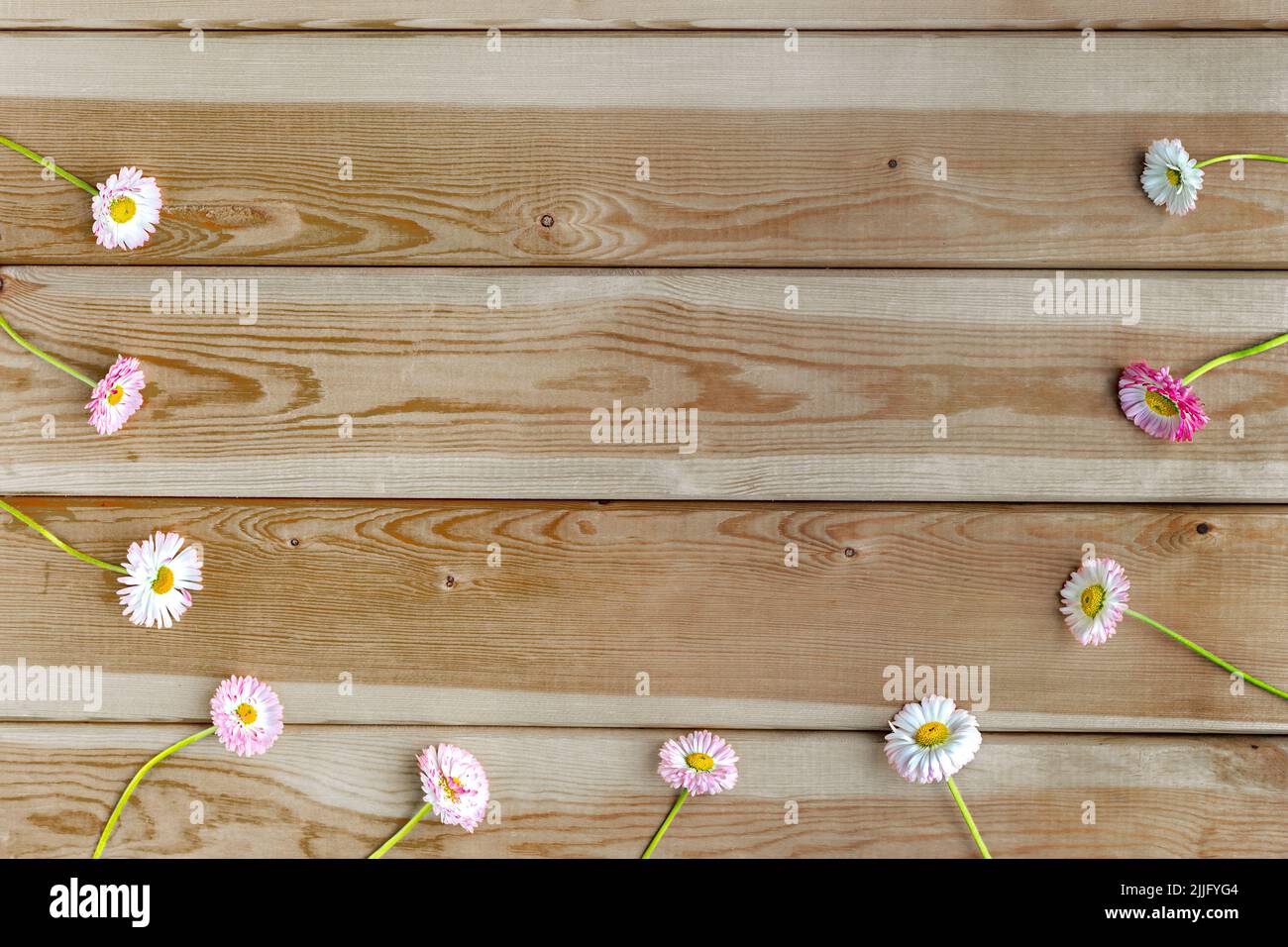 White and pink daisies on a wooden background in the shape of a ...