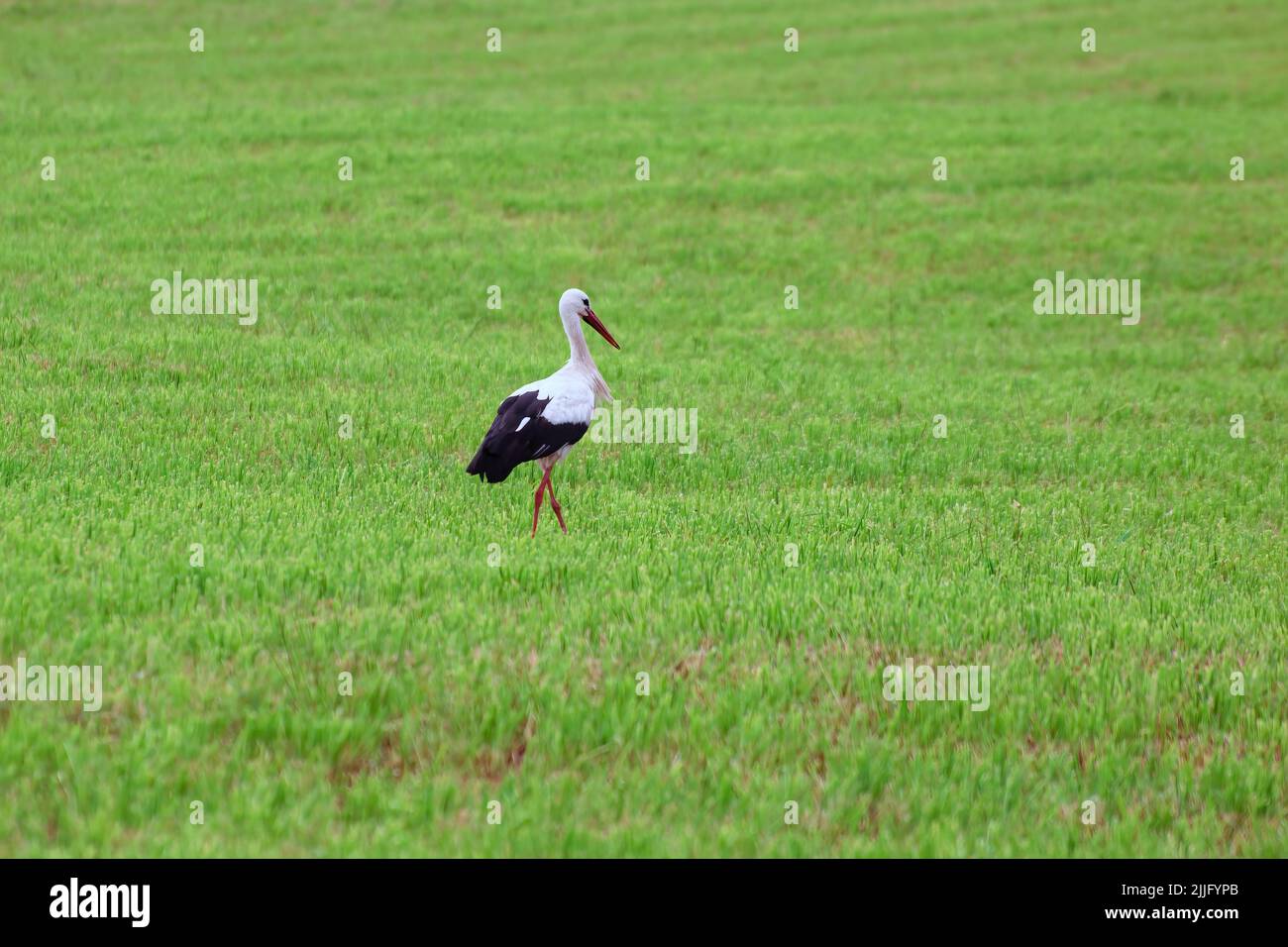 white stork standing in the green summer grass. Wild field bird while ...