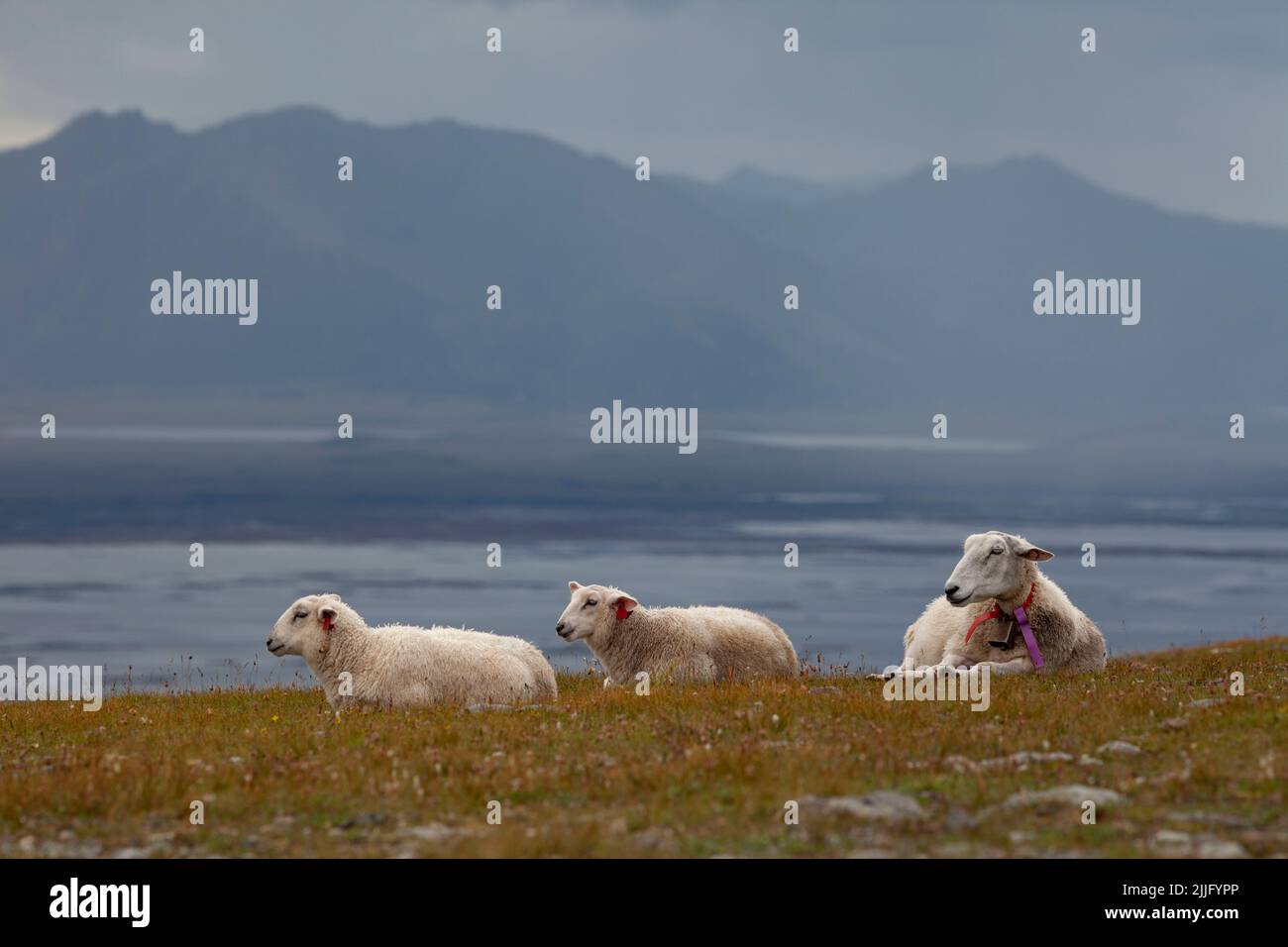 Sheep resting on a mountainside with a beautiful scenery in the ...