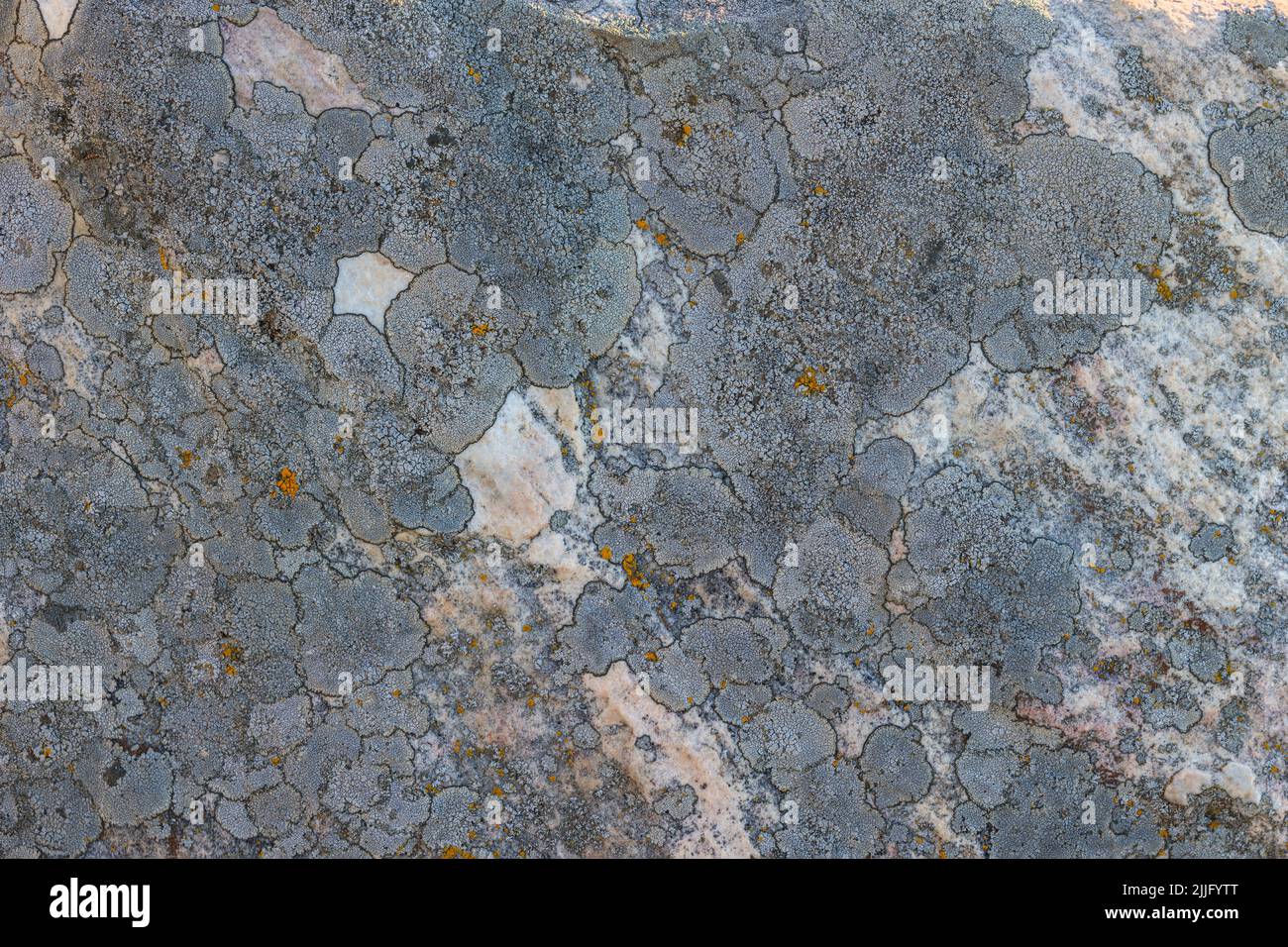 gray lichen presumably on quartzite sandstone surface under direct ...