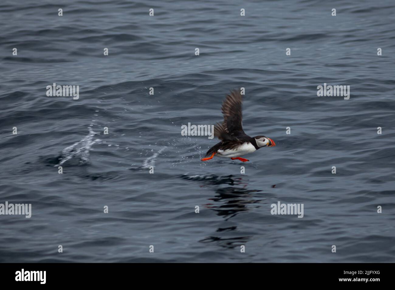Atlantic puffin taking off from the sea. Wings waving and a fast ...