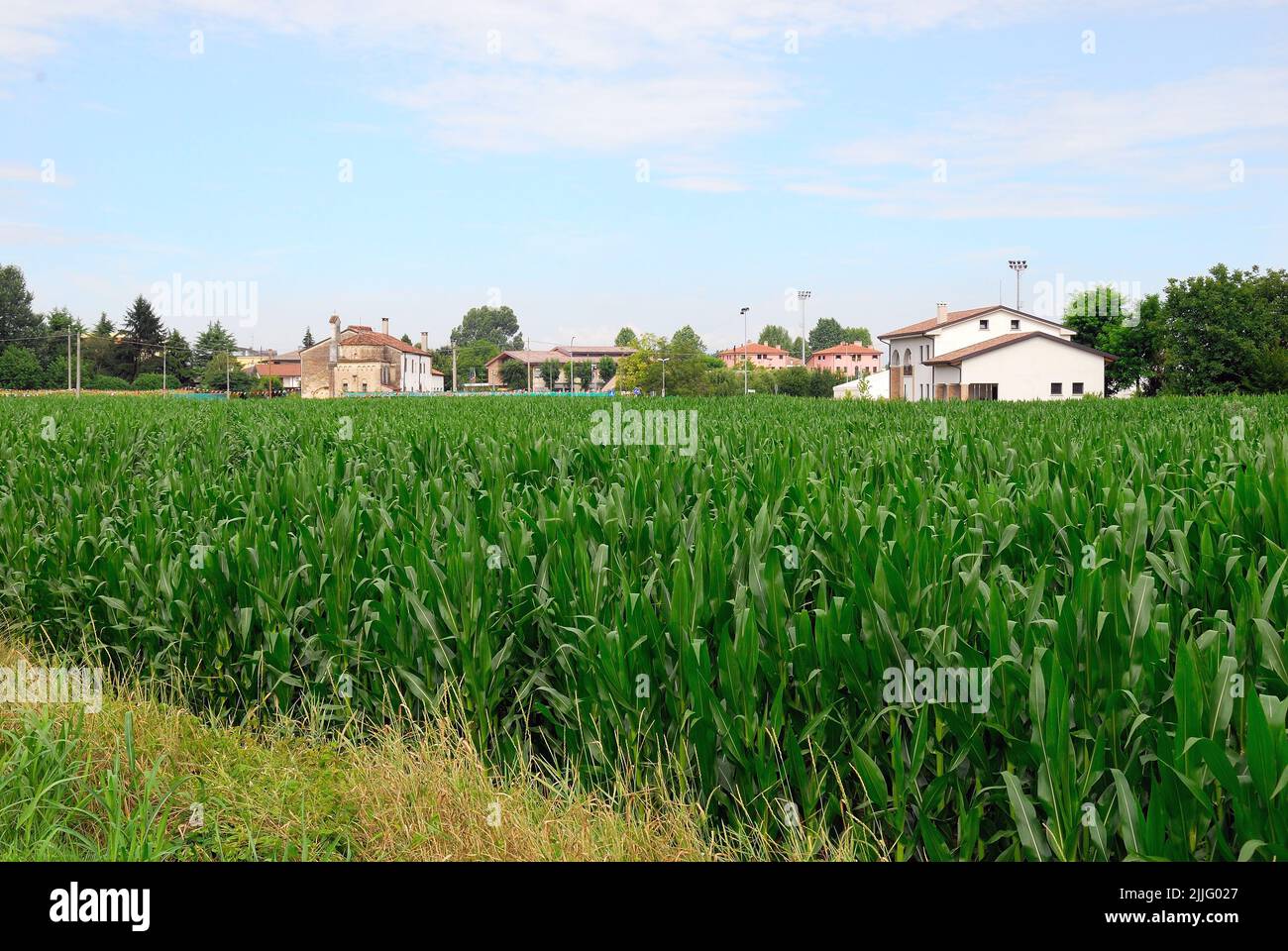 Corn field italy veneto hi-res stock photography and images - Alamy