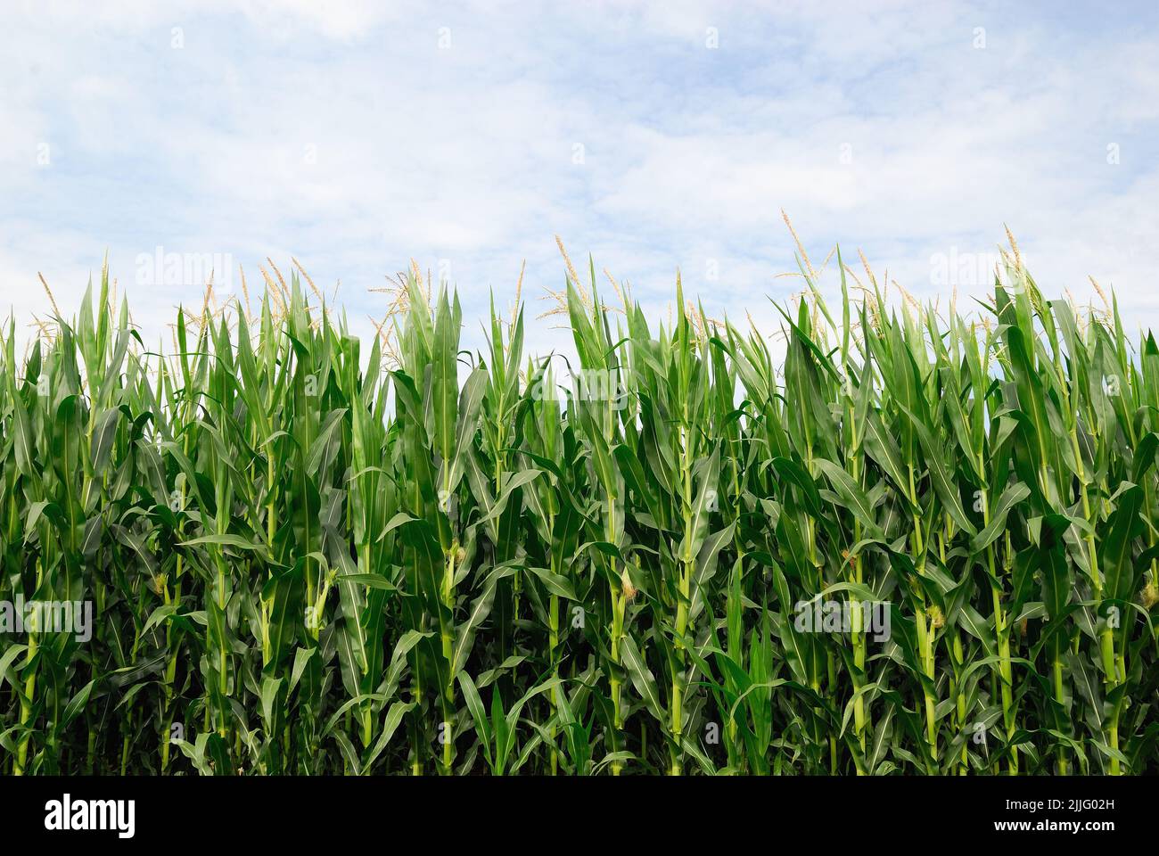 Corn field italy veneto hi-res stock photography and images - Alamy