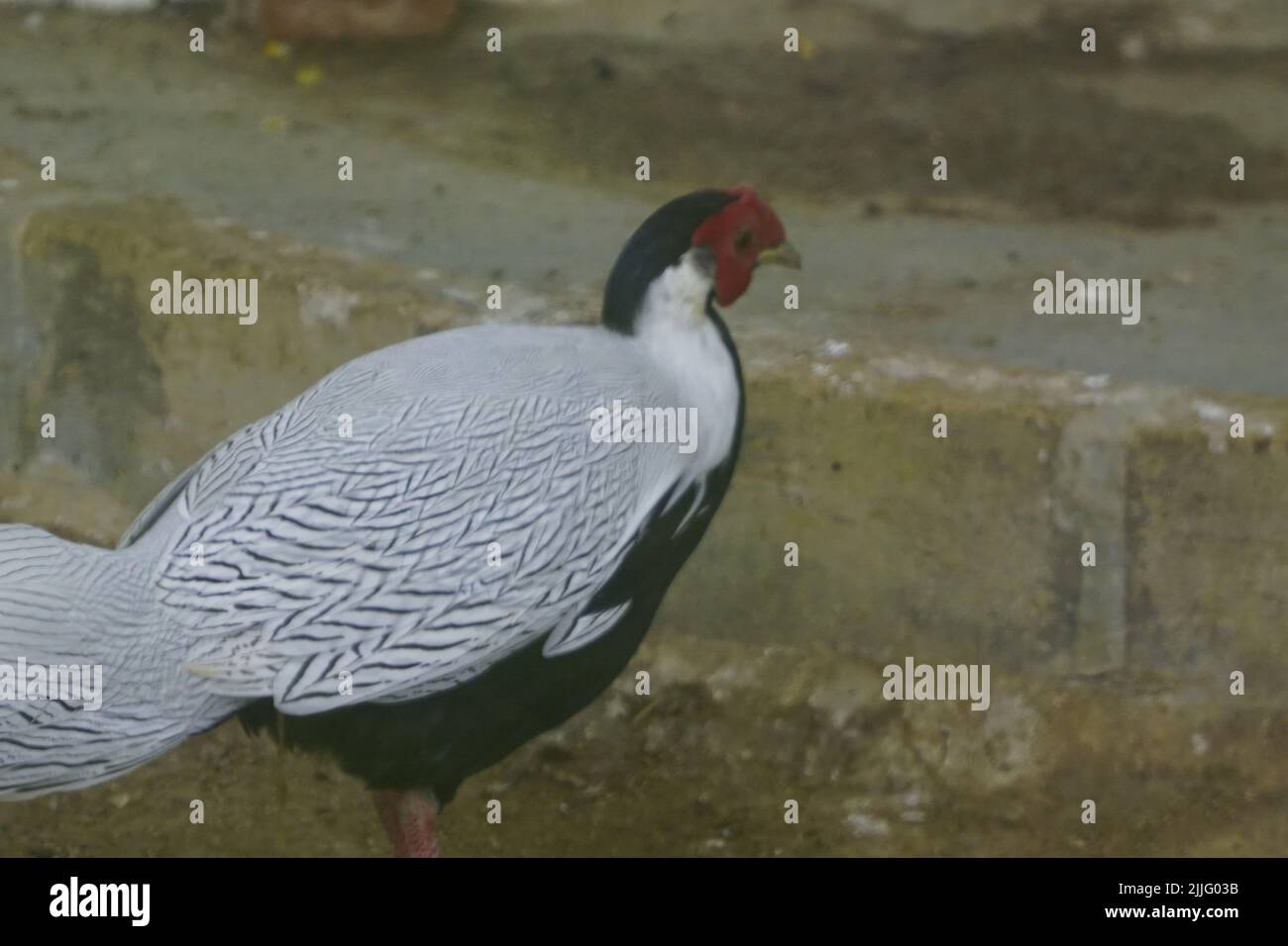 Pheasant species hi-res stock photography and images - Alamy