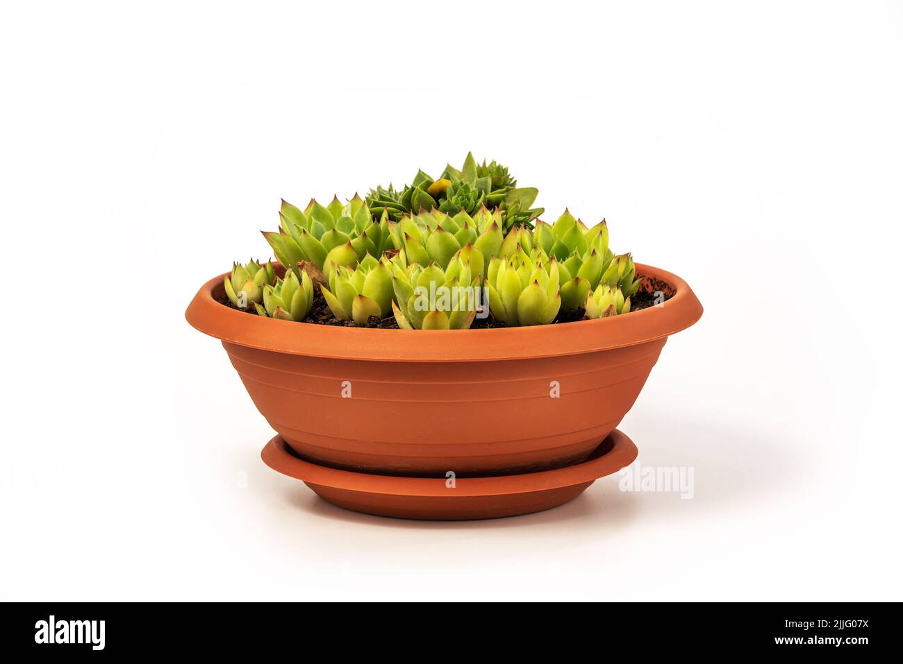 Sempervivum tectorum, commonly known as Common Houseleek in a flower ...