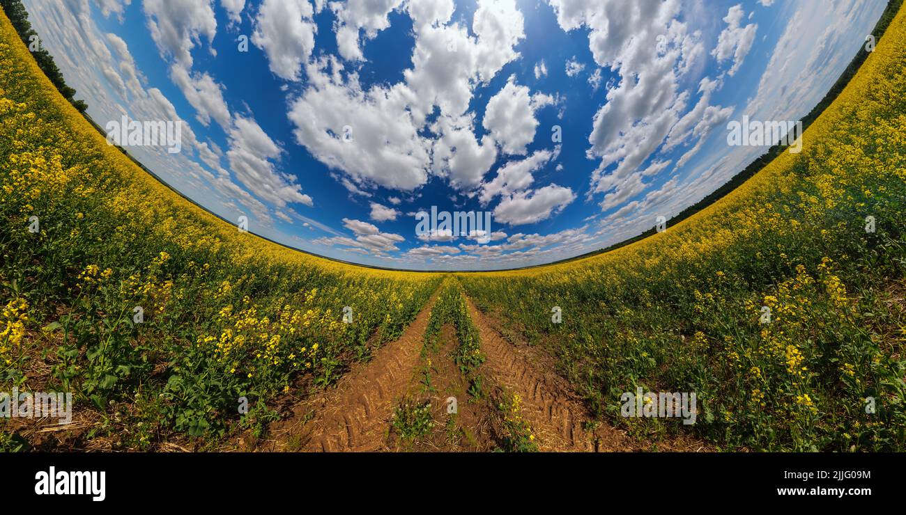 Blossomong hi-res stock photography and images - Alamy