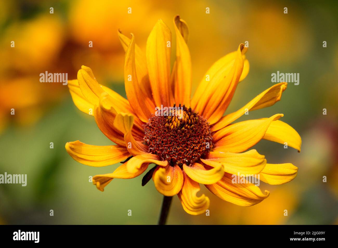 Heliopsis bleeding hearts hi-res stock photography and images - Alamy