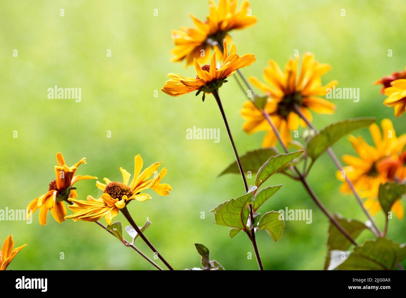 Perennials, Plants, Summer, Ox-eye, Flowers, False sunflower, Heliopsis ...