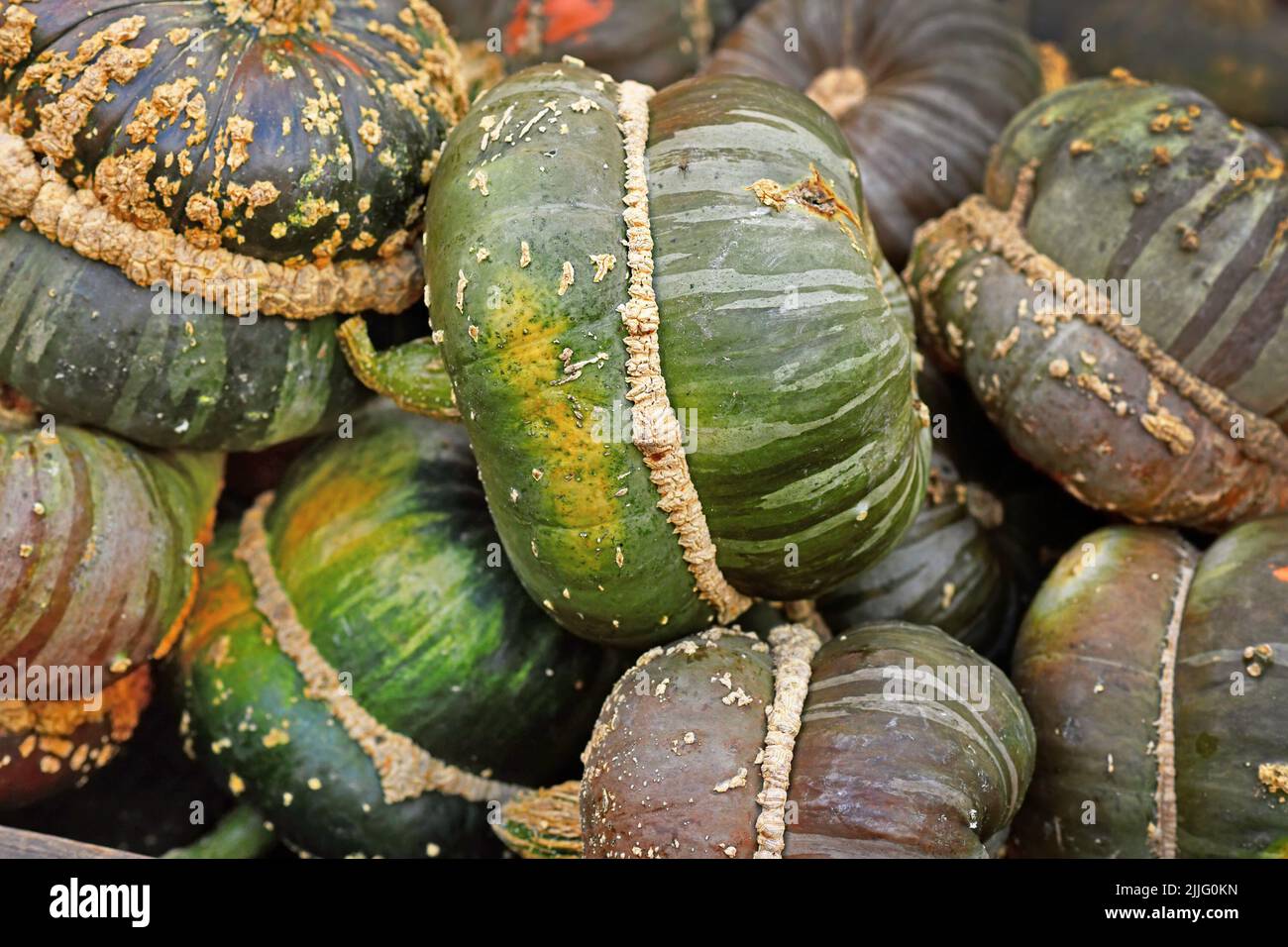 Green Colored Squash