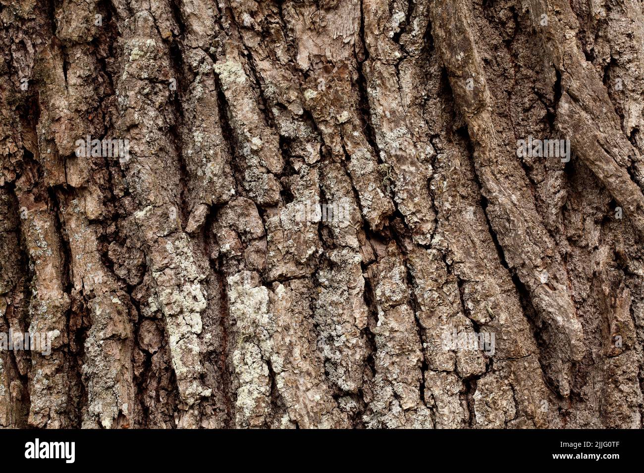 Closeup, macro of an old oak tree, the trunk. Rustic texture Stock ...