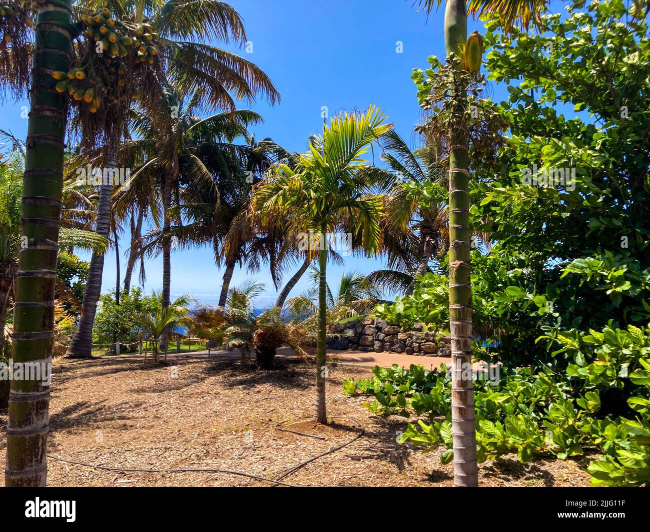 Botanical tropical city park of Puerto de la Cruz, Tenerife, Canary ...