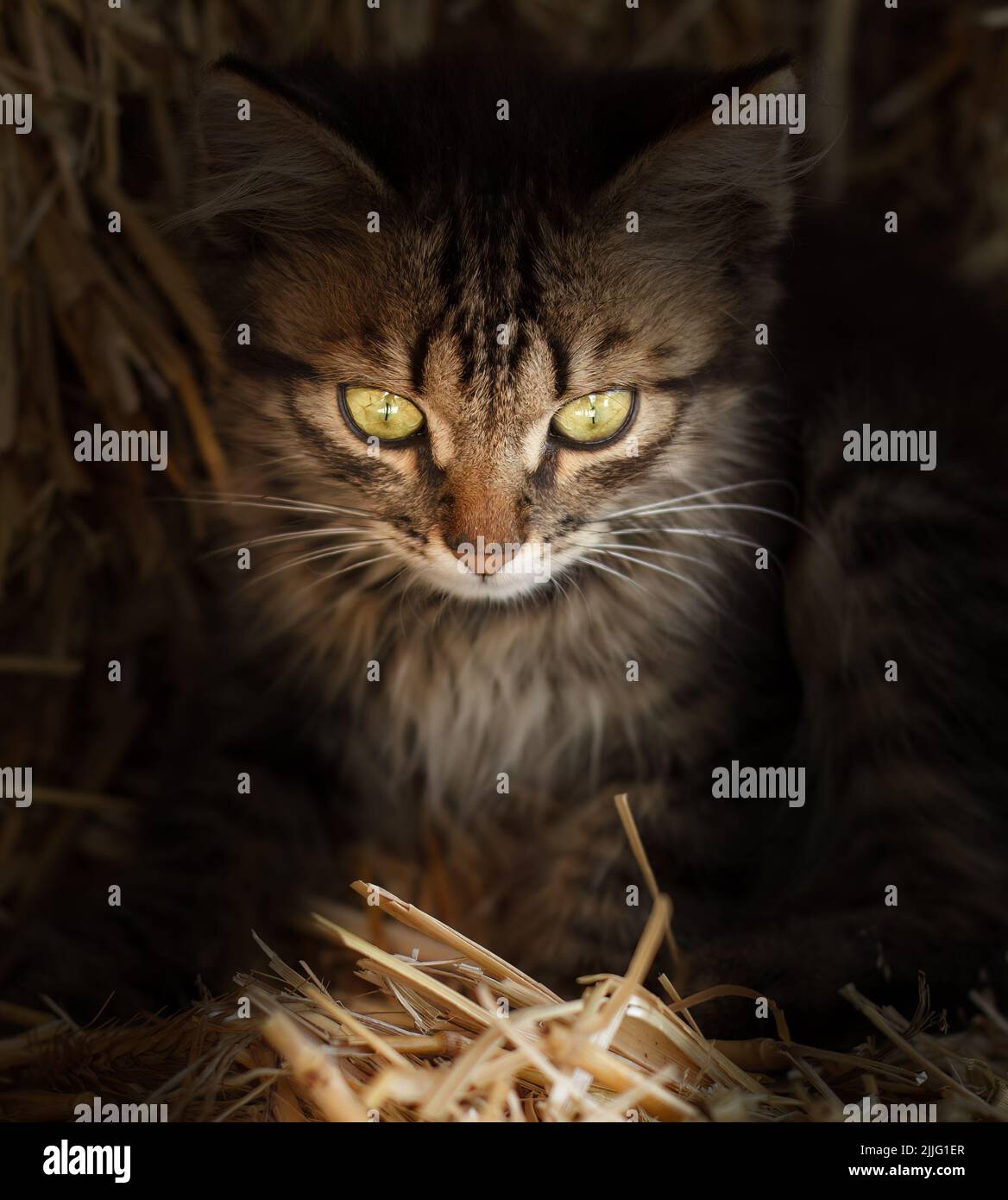 Close-up portrait of the gray tabby kitten sitting on a straw stack in ...