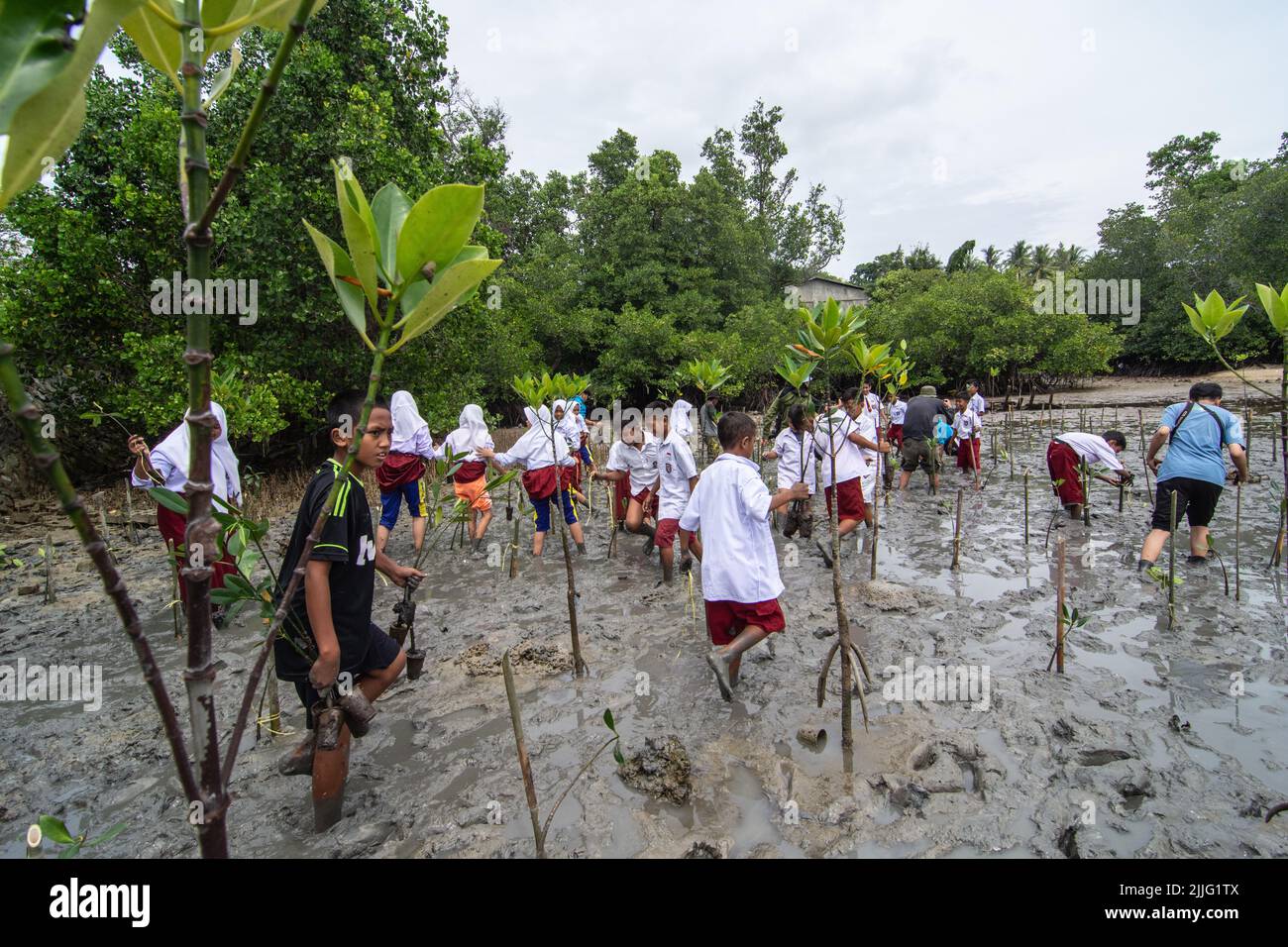 Planting mangrove indonesia hi-res stock photography and images - Alamy