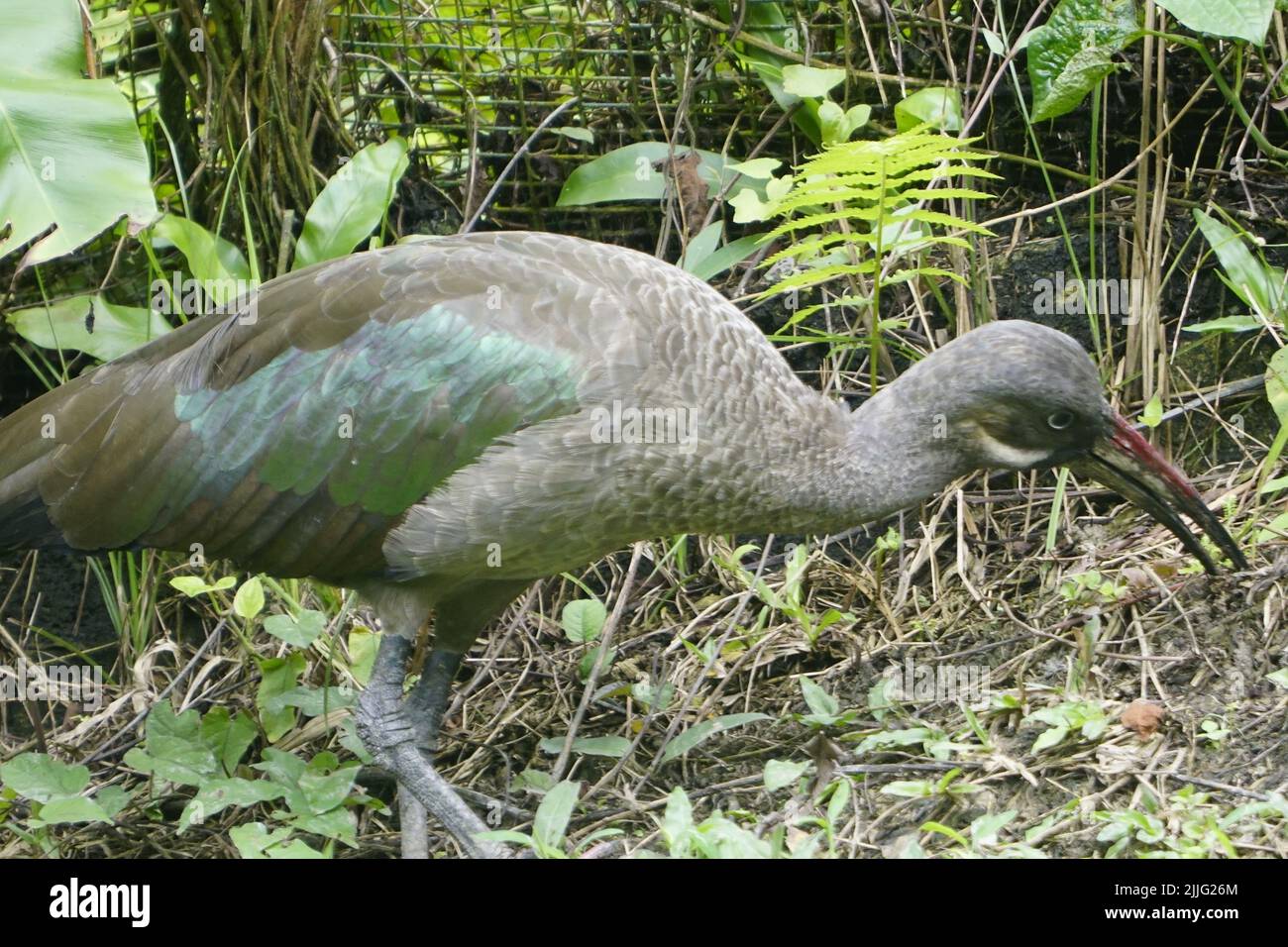The Hadada Ibis - Bostrychia hagedash also hadeda, the water bird in ...