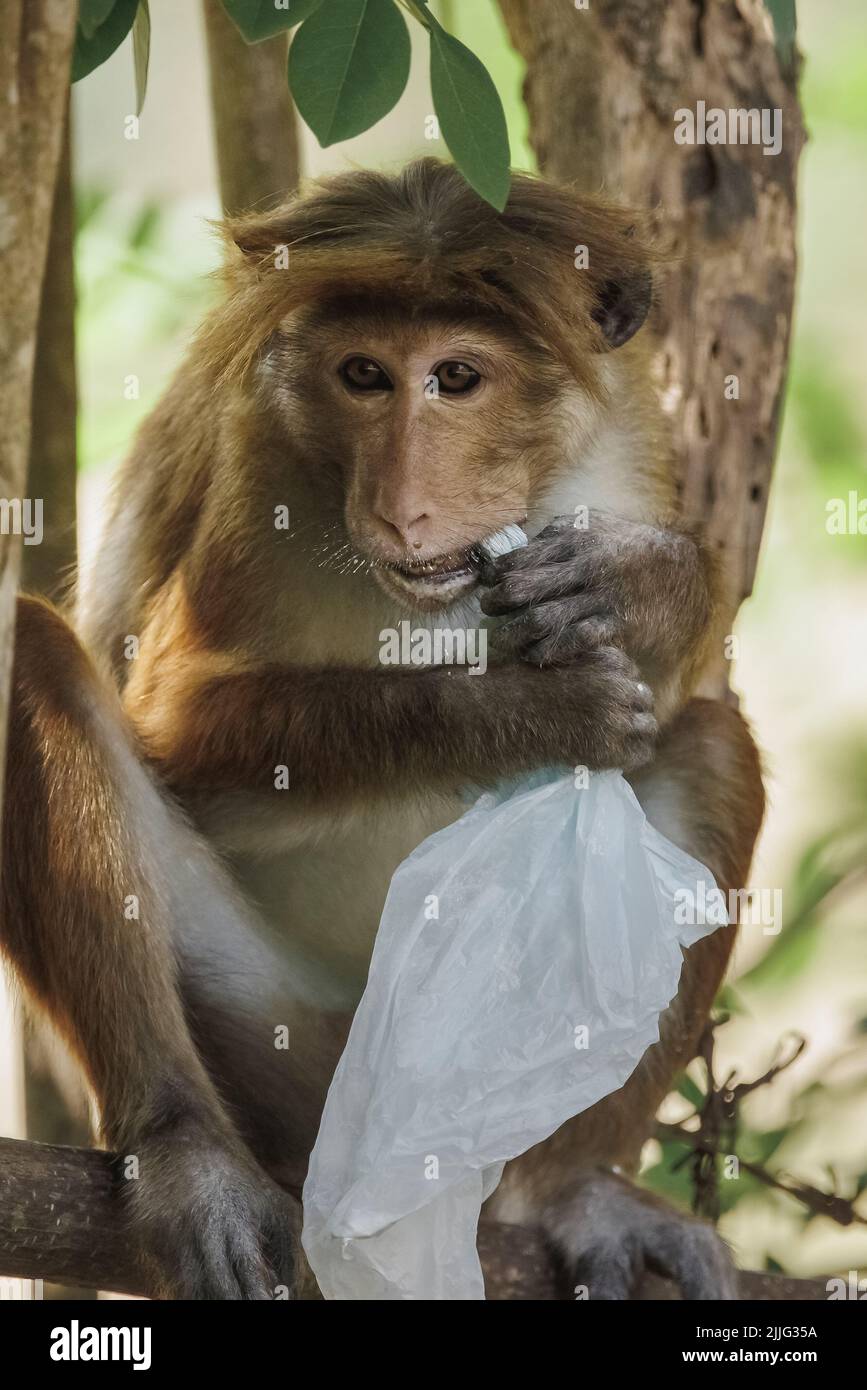 Environmental impact of plastic in the jungle hi-res stock photography ...