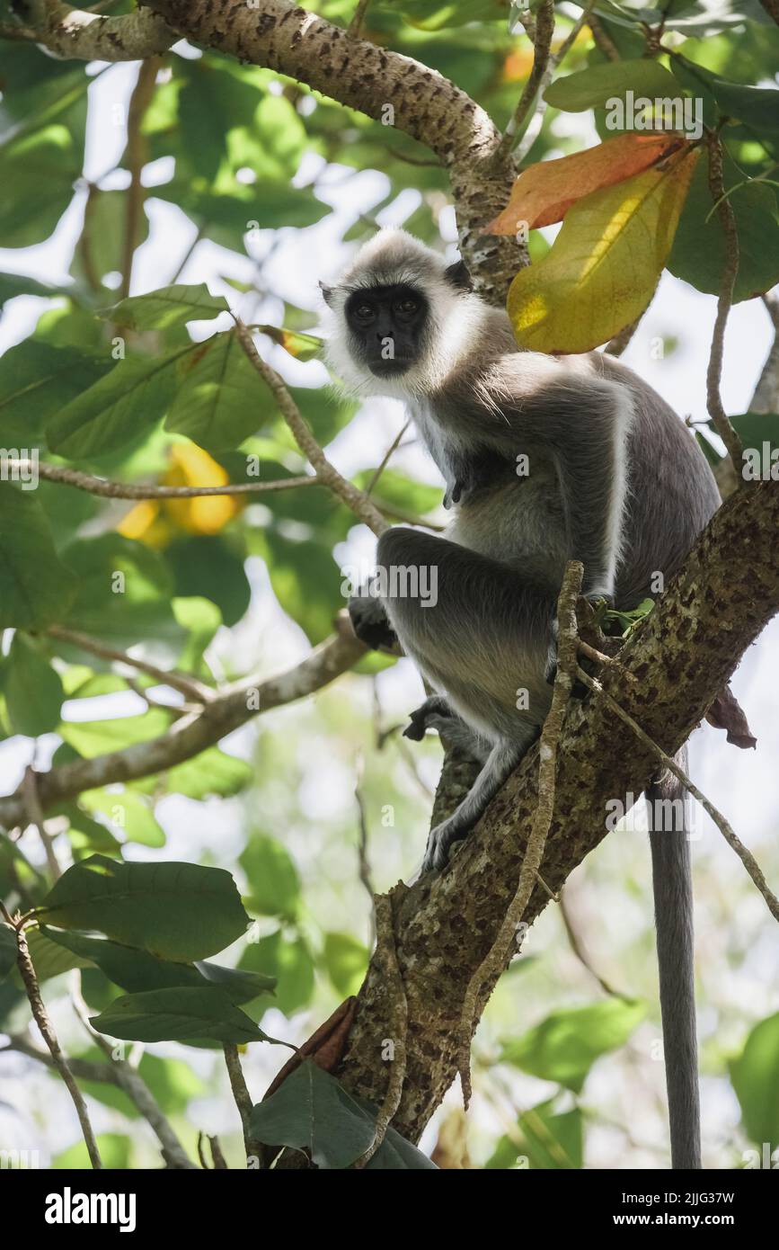 Lanky tree hi-res stock photography and images - Alamy
