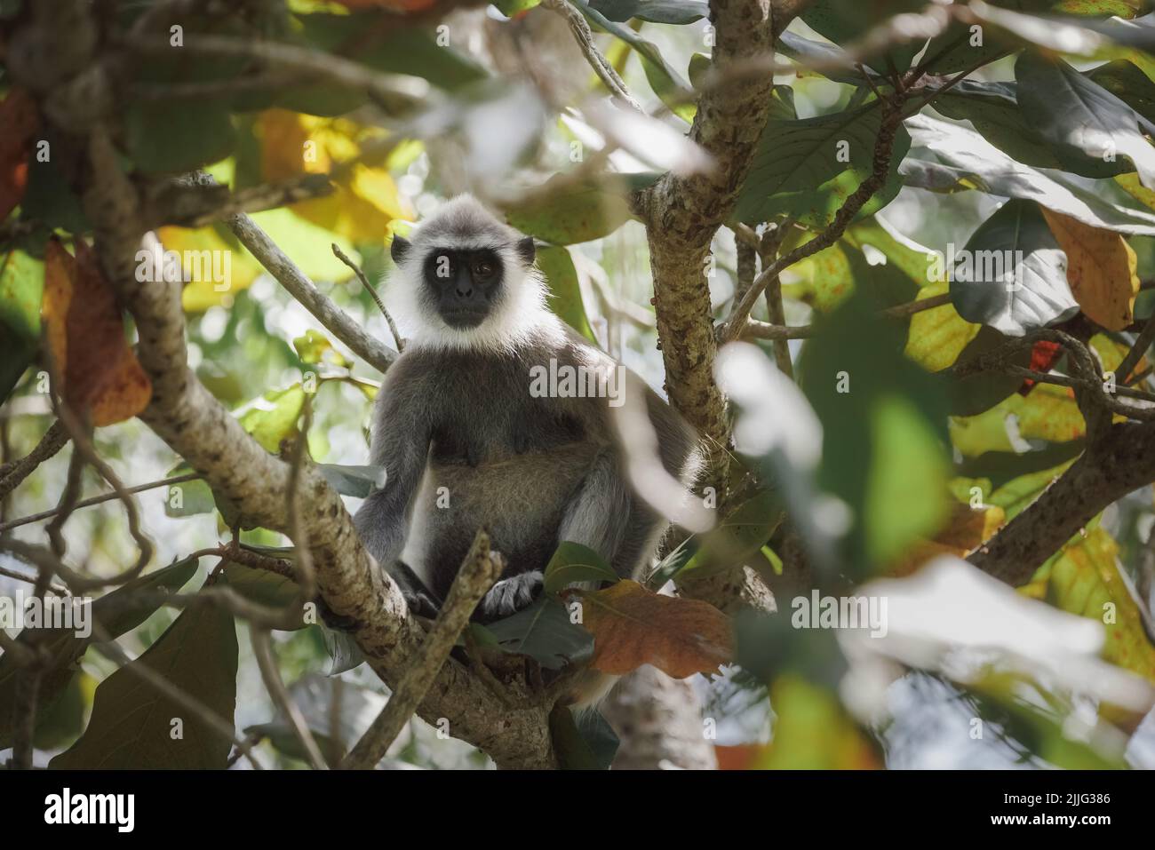 Angry macaque hi-res stock photography and images - Alamy