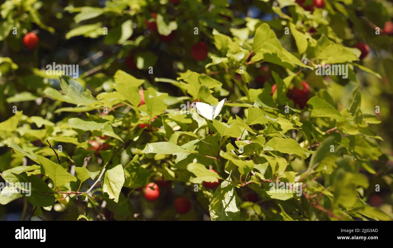 A white butterfly flies up from a tree branch Stock Photo - Alamy
