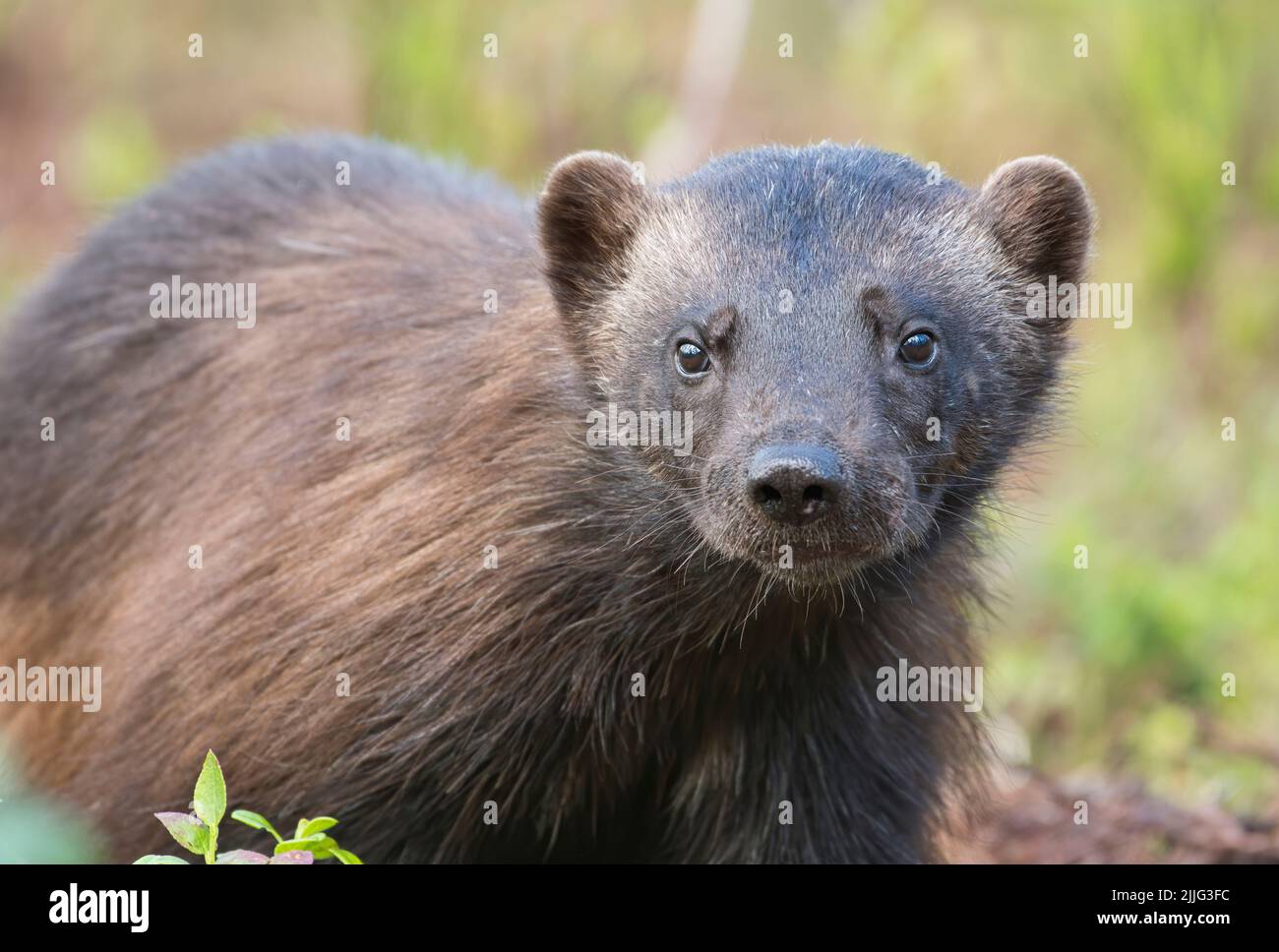 Wolverine (Gulo gulo) moving through taiga forest, Finland Stock Photo ...