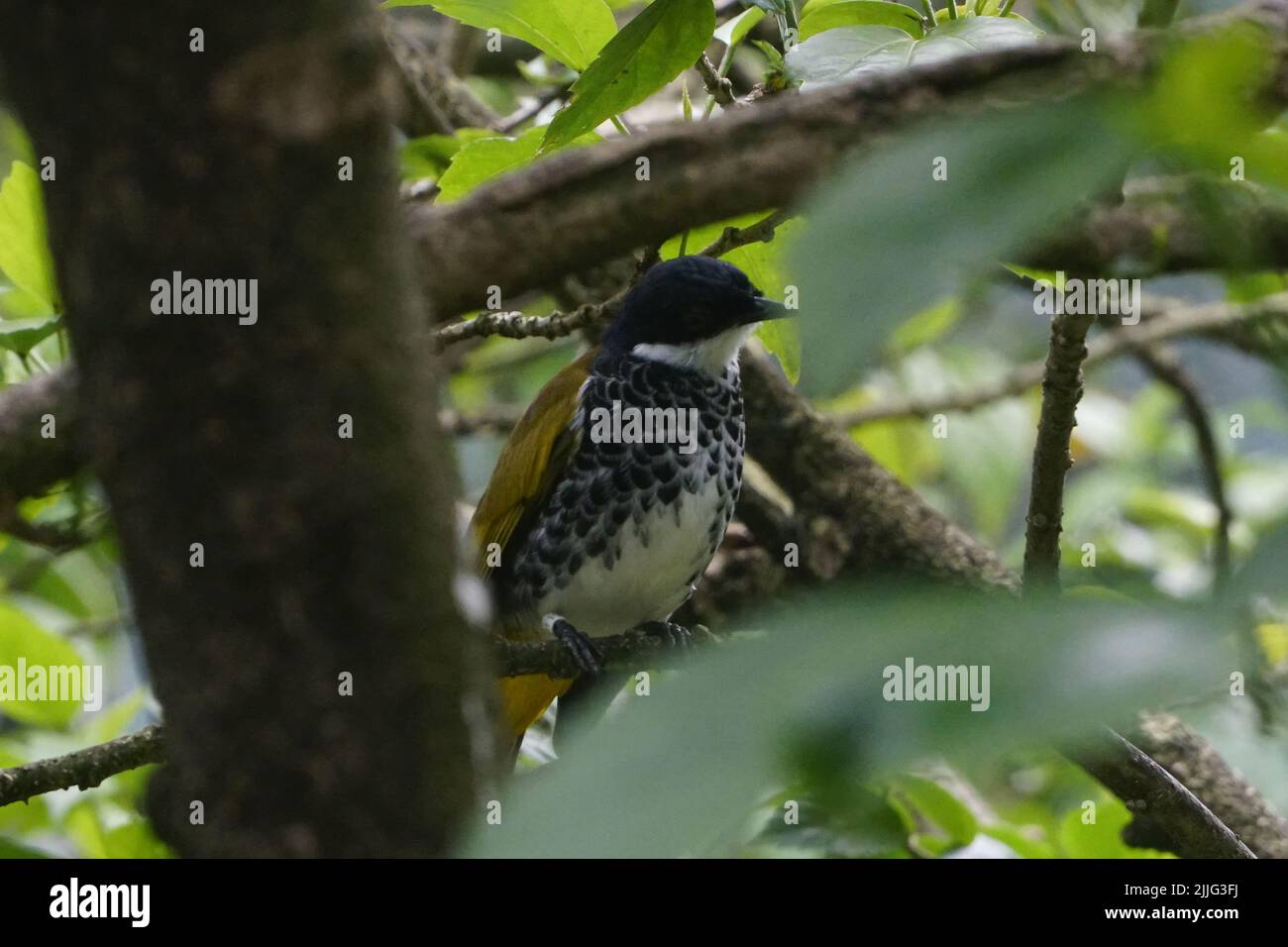 A beautiful scaly-breasted bulbul perched on the tree branch Stock ...