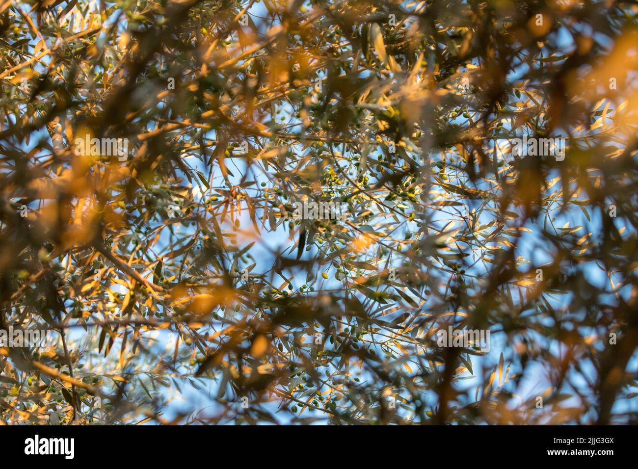 olive tree background. selective view of branches of an olive tree ...