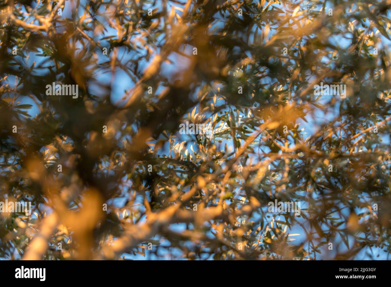 Natural olive tree view hi-res stock photography and images - Alamy