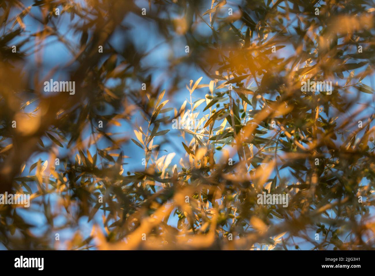 olive tree background. selective view of branches of an olive tree ...