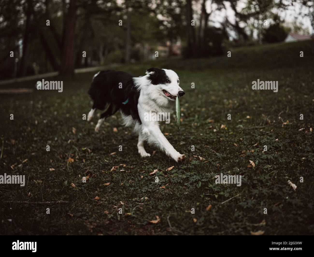 A male border collie dog running through a meadow with a frisbee in his ...