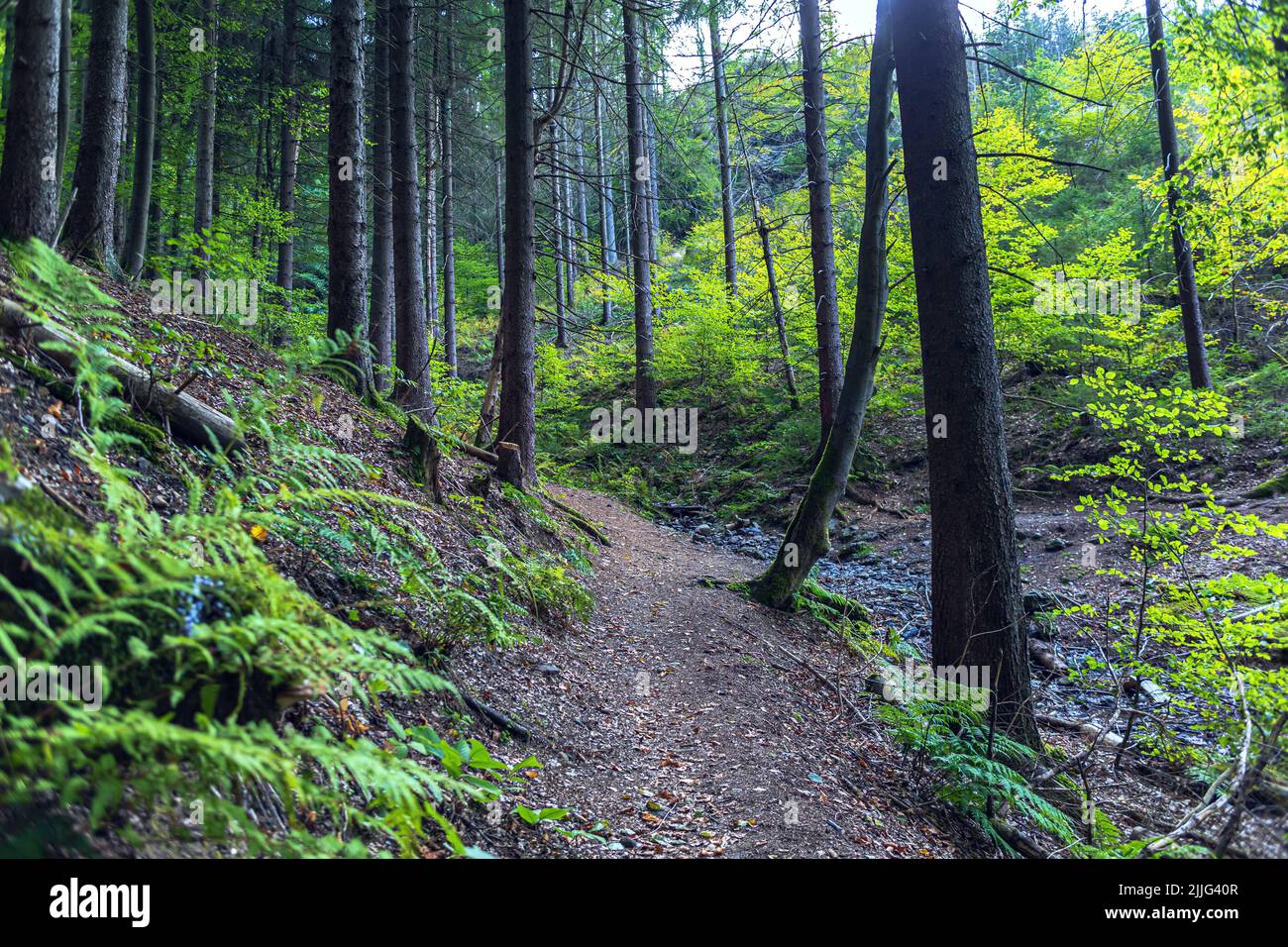 evergreen forest in the morning Stock Photo - Alamy