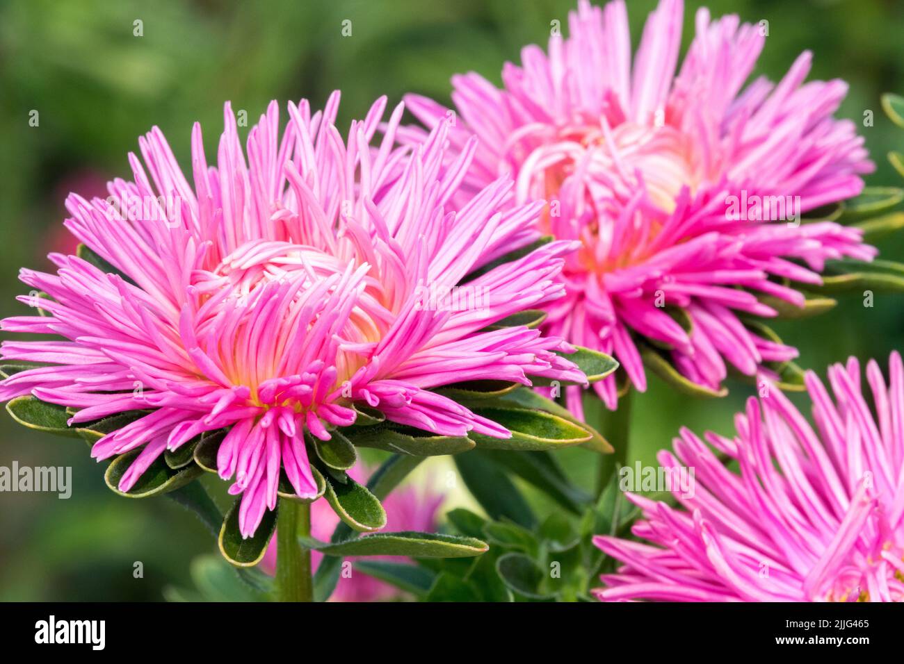 Pink, China Aster, Callistephus chinensis, Aster, Chinese Aster ...