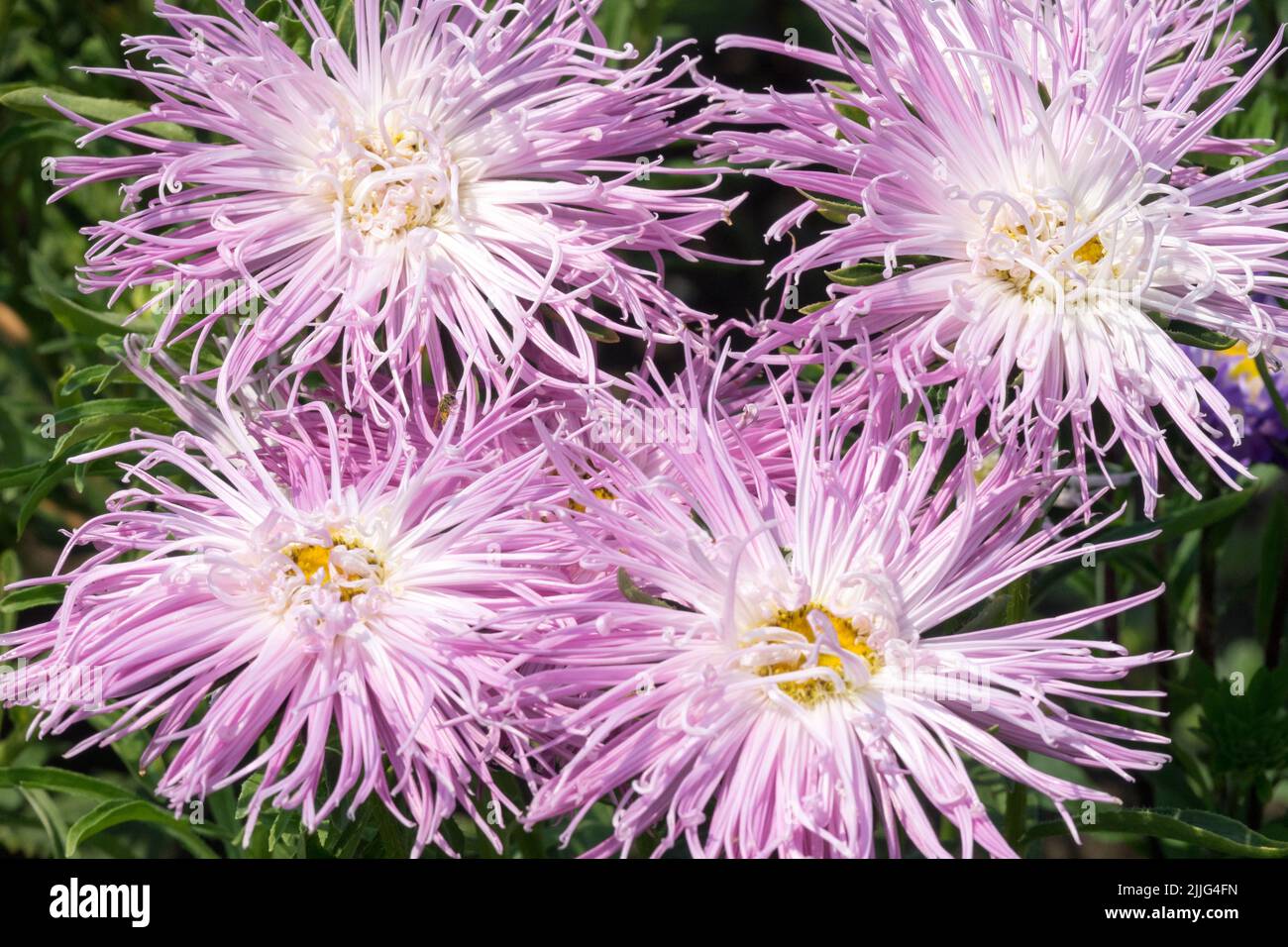 Pink Needle Asters China Aster, Callistephus chinensis, Chinese Aster ...