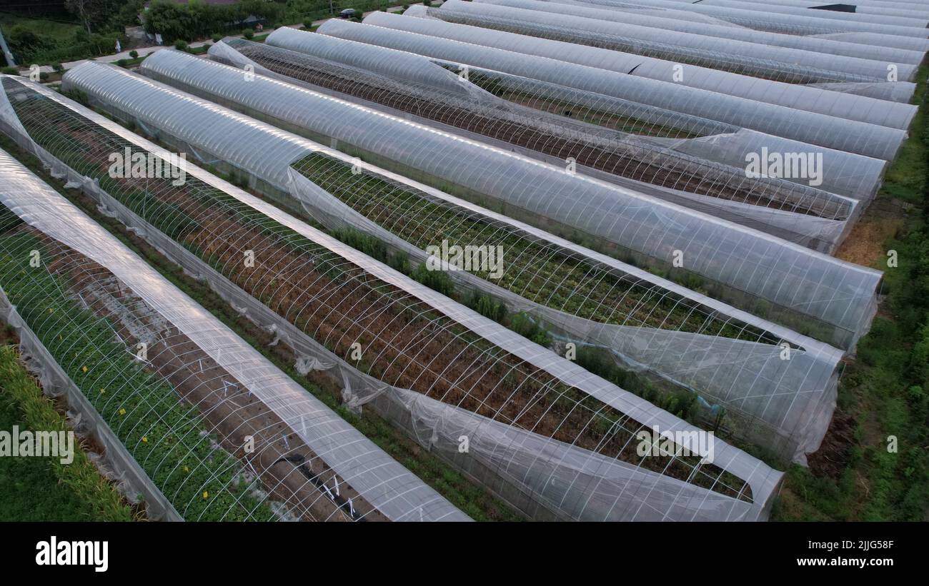 SUZHOU, CHINA - JULY 26, 2022 - Several vegetable greenhouses are ...