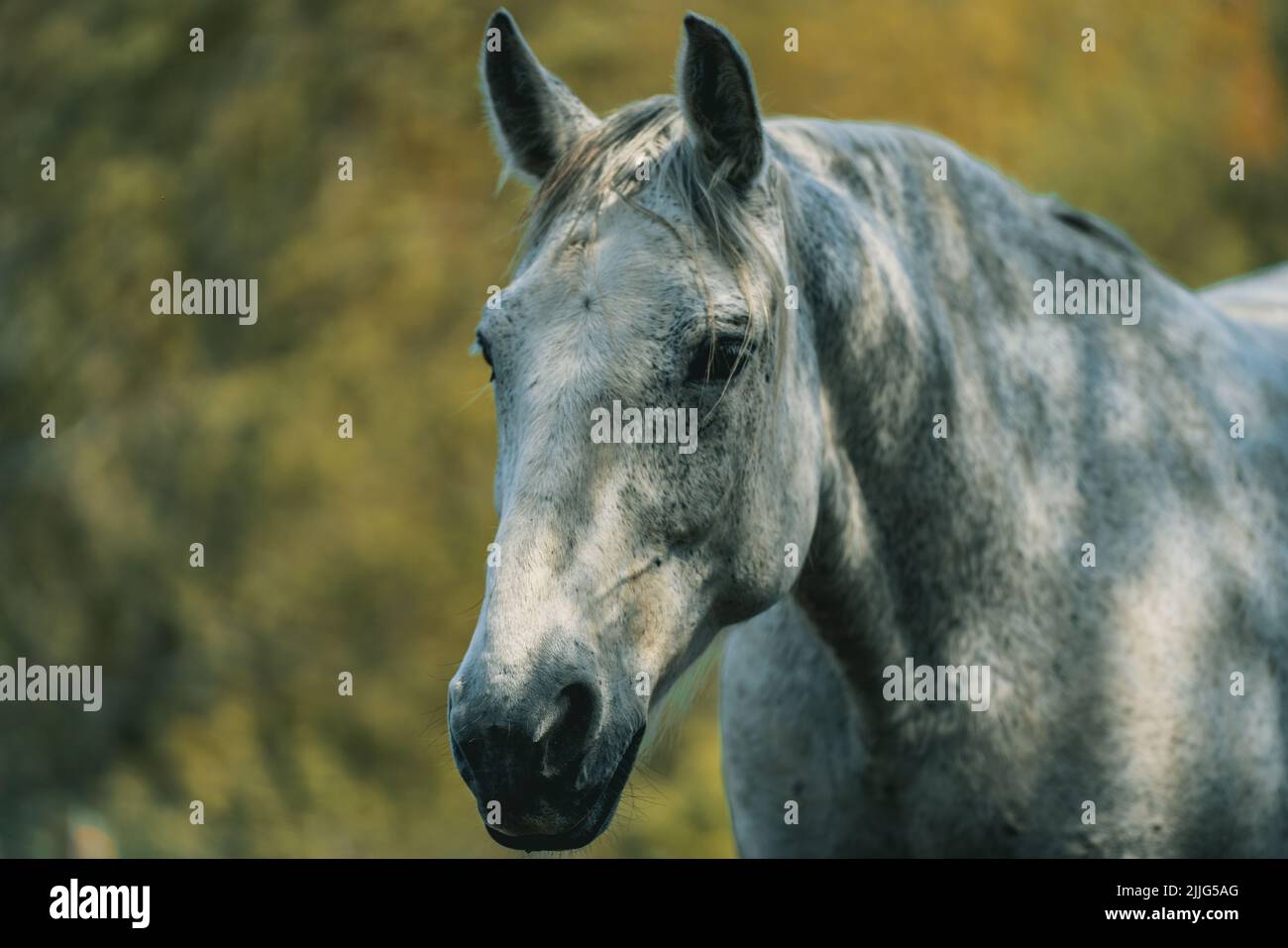 An American Quater horse grazing in the pasture, Angola, Indiana Stock ...
