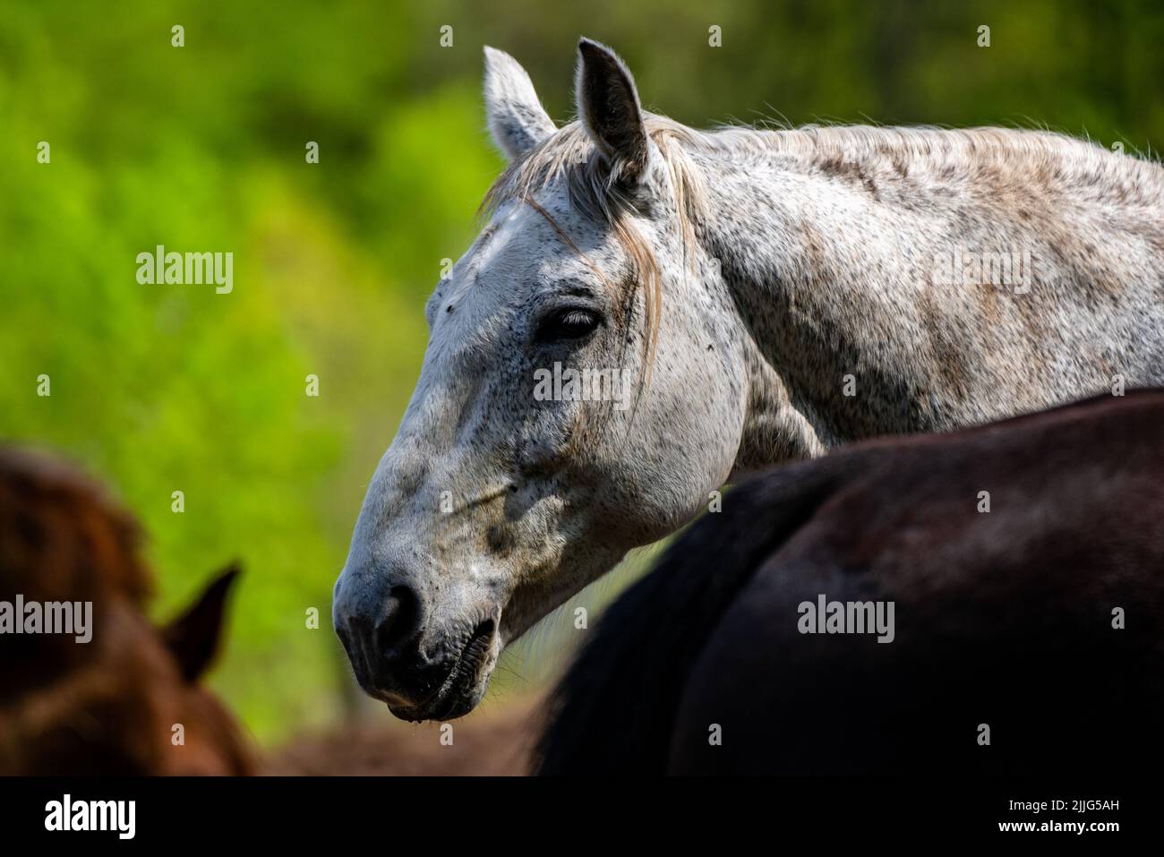 A portrait of American Quarter horse resting in the pasture, Angola ...