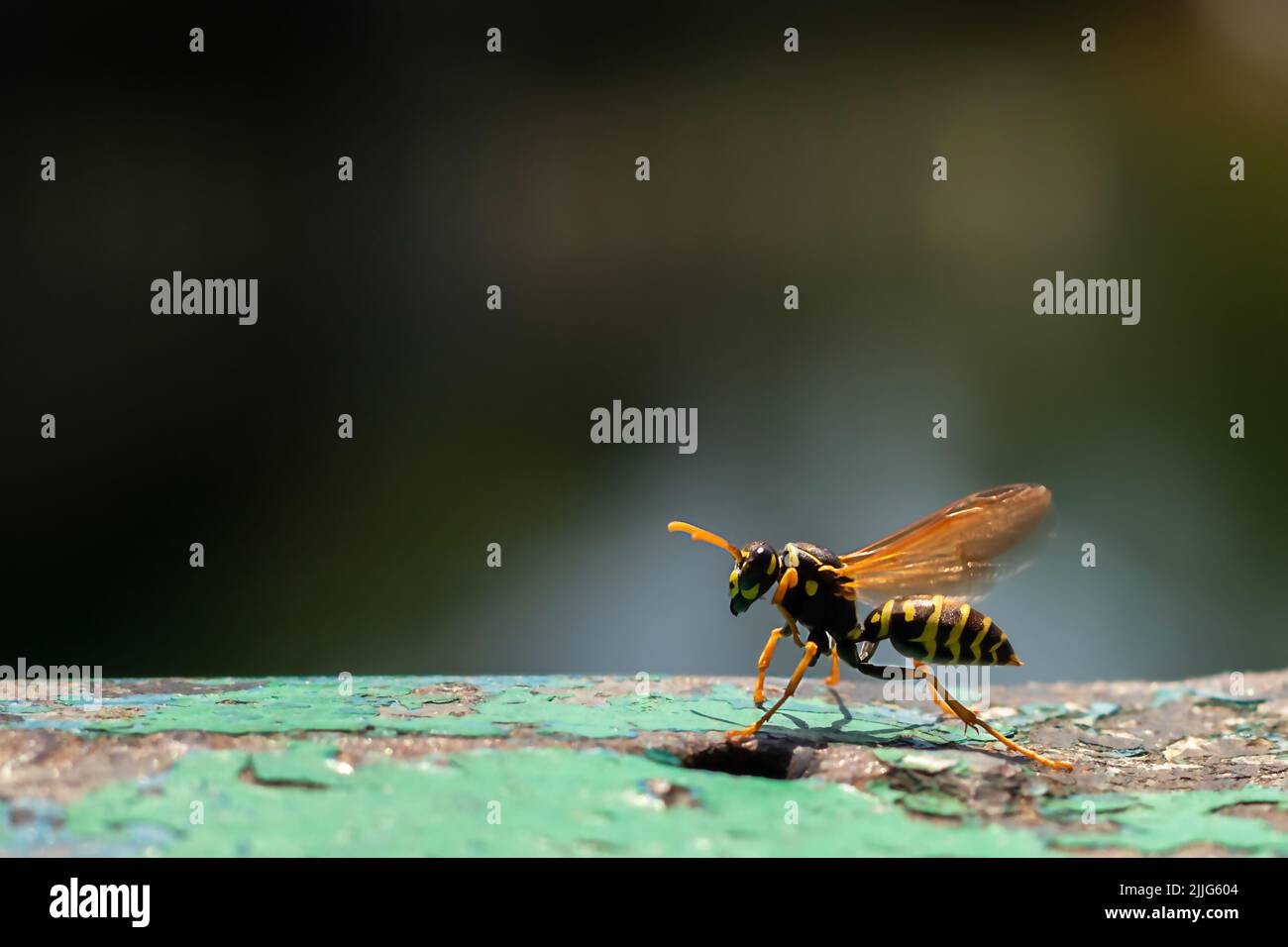 Wasp close-up. Yellow pattern on the black body of the wasp. Place for ...