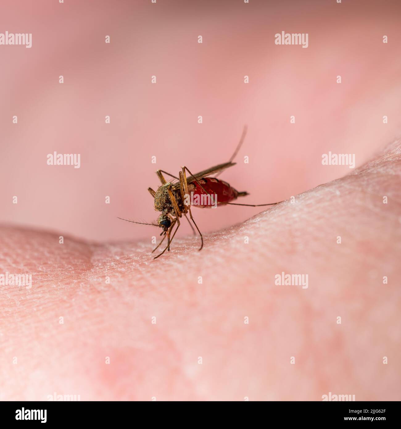 Dangerous Zika Infected Mosquito Skin Bite. Leishmaniasis, Encephalitis ...