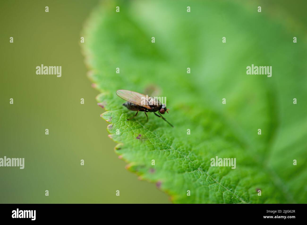 Tropical Fruit Fly Drosophila Diptera Parasite Insect Pest Close-up ...
