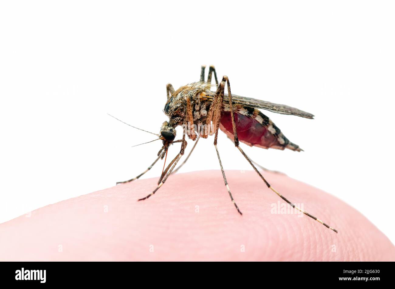 Malaria Infected Mosquito Bite Isolated on White Background ...