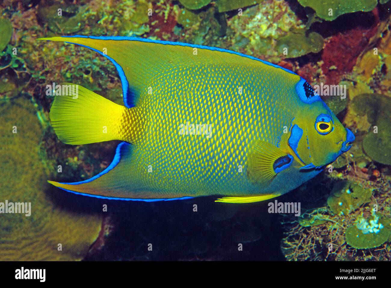 Queen Anglefish (Holacanthus ciliaris), in a caribbean coral reef ...