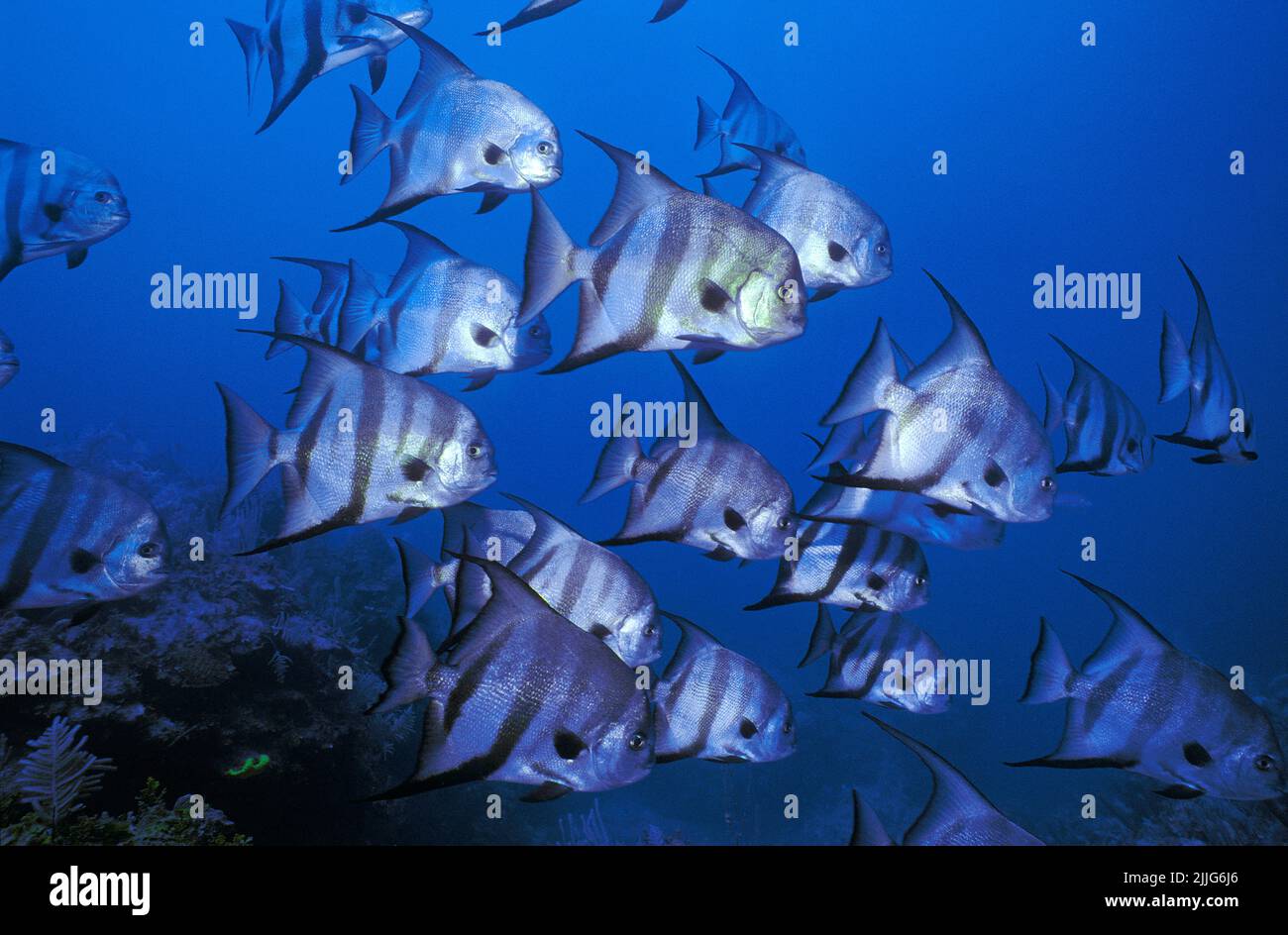 A schooling Atlantic spadefishes (Chaetodipterus faber), swimming over ...