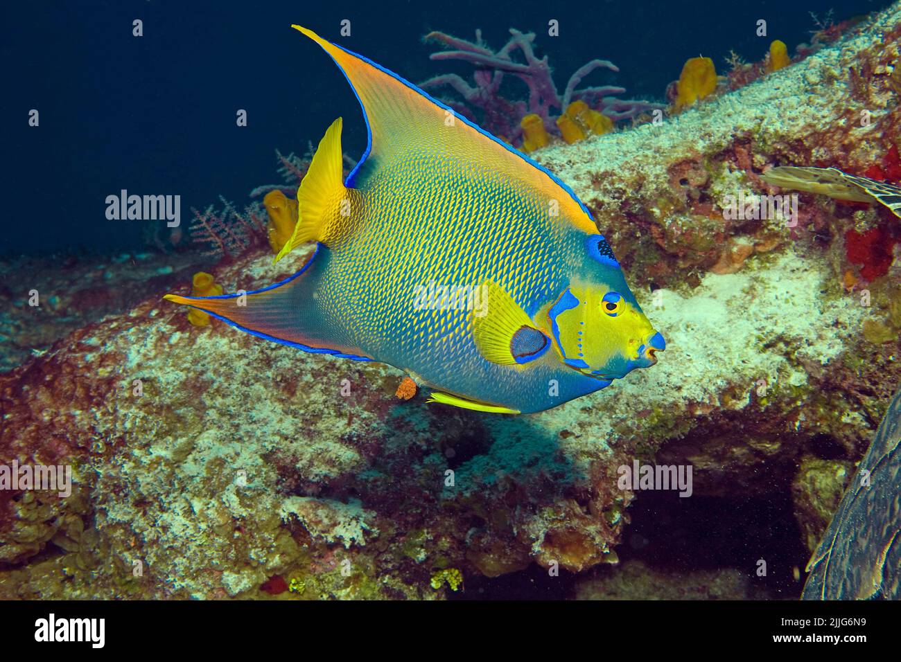 Koenigin kaiserfisch hi-res stock photography and images - Alamy