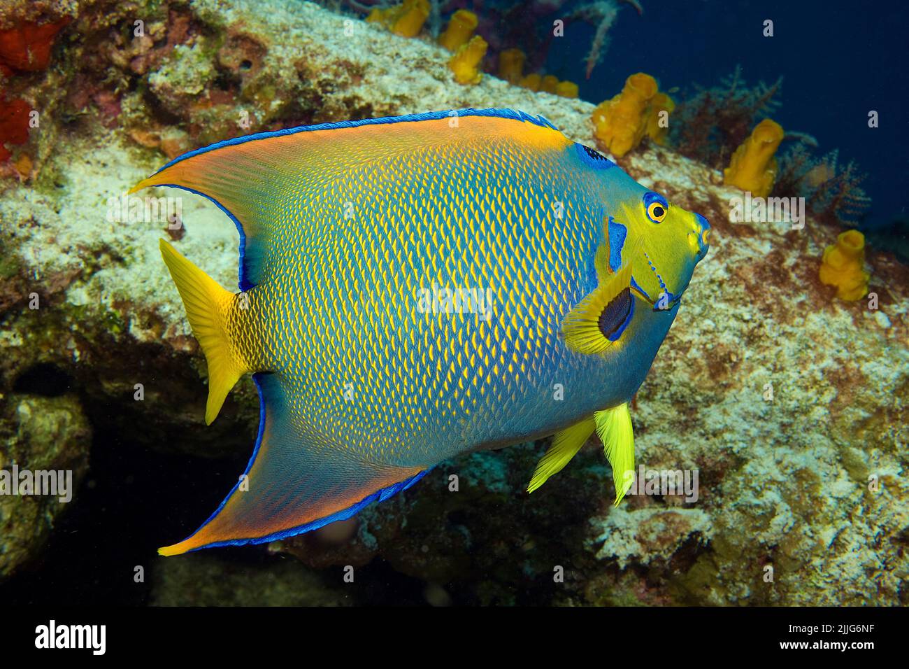 Queen Anglefish (Holacanthus ciliaris), in a caribbean coral reef ...