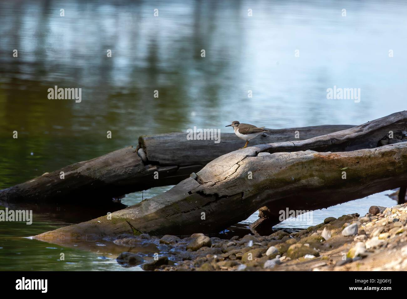 The American bullfrog (Lithobates catesbeianus), often simply known as ...