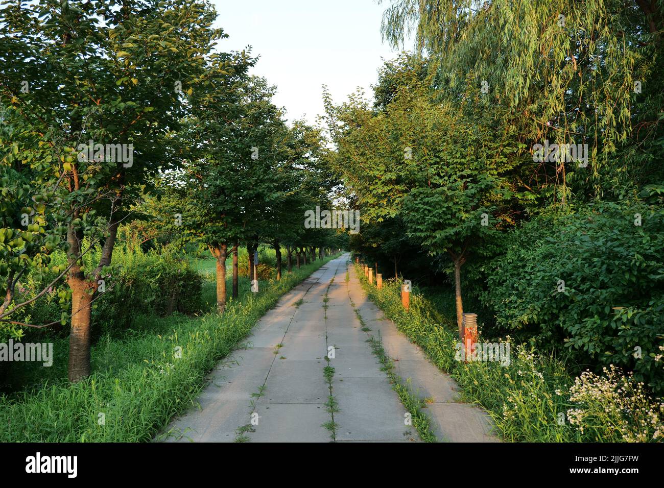 Trail full of greenery Stock Photo - Alamy