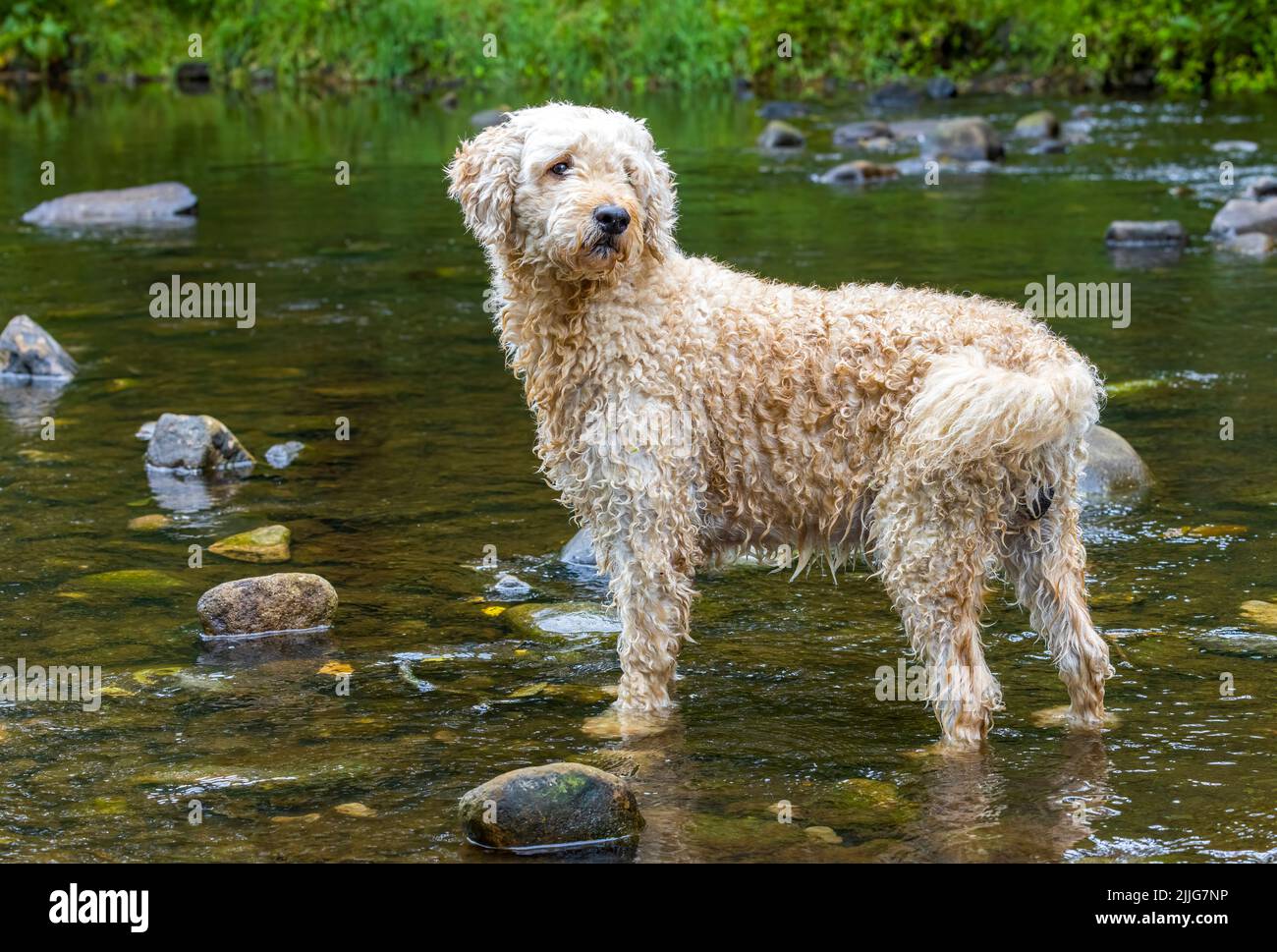 A gorgeous apricot coloured Labradoodle dog, happily playing in a ...