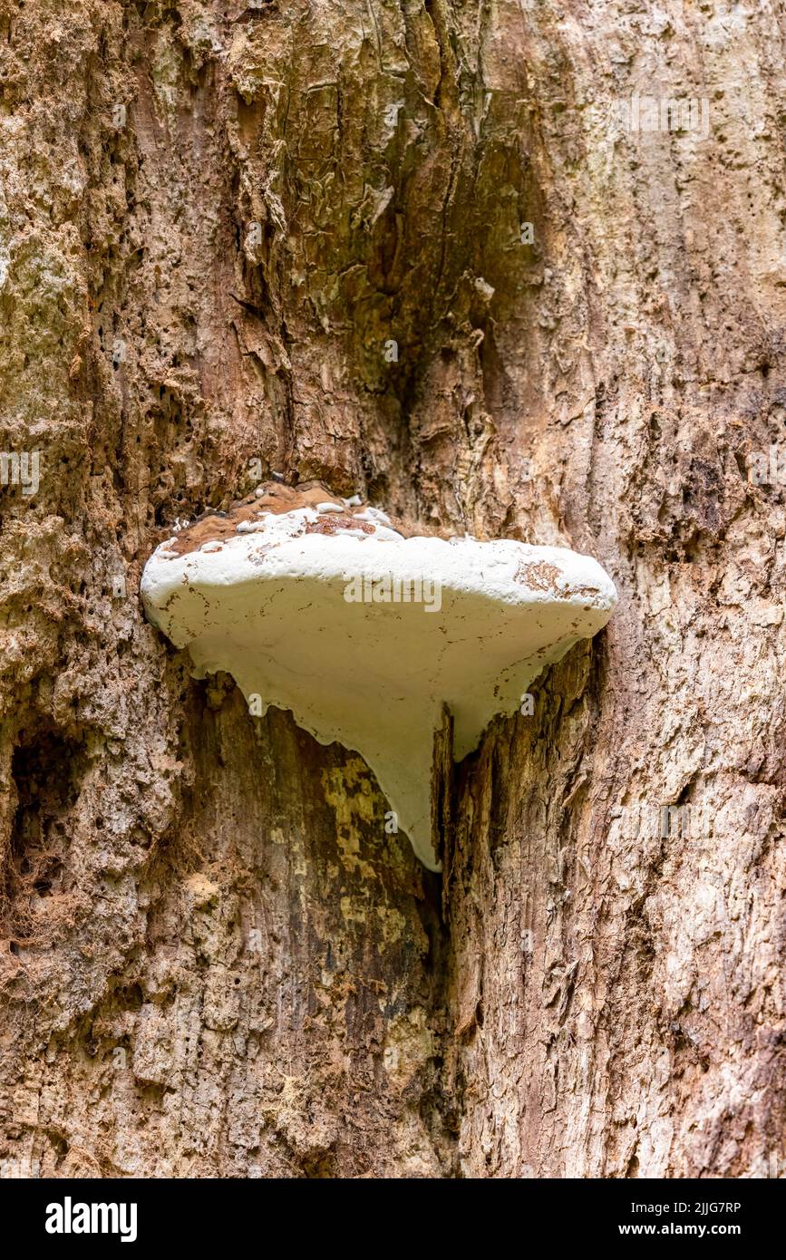 Ganoderma australis hi-res stock photography and images - Alamy